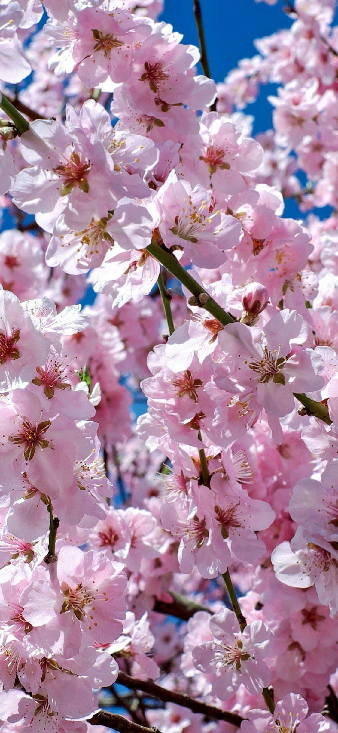 Japanese Flowers HD Wallpapers - Top Free Japanese Flowers HD ...