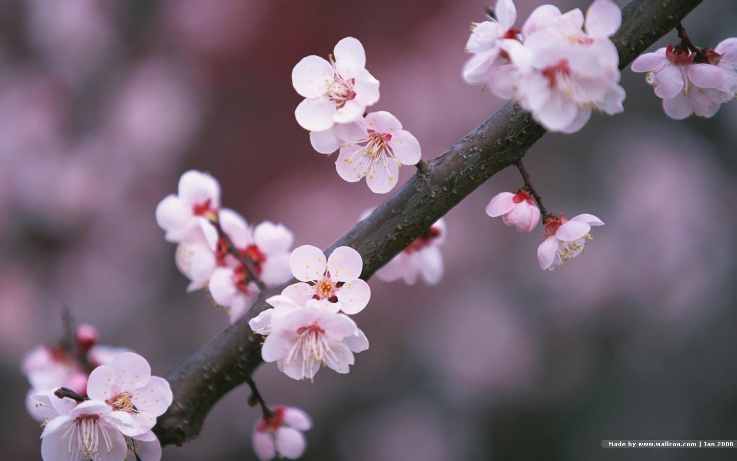 Japanese Flowers HD Wallpapers - Top Free Japanese Flowers HD ...