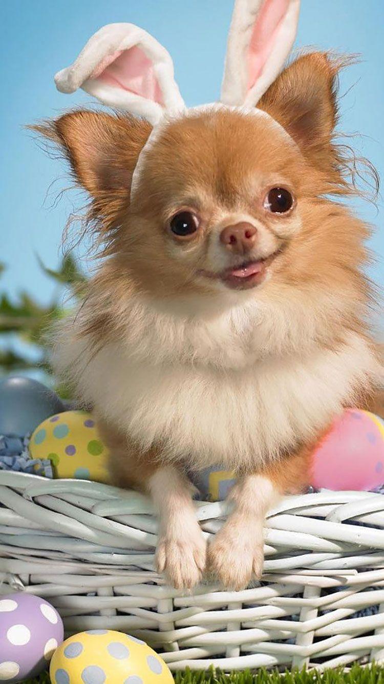 Puppy iPhone Wallpapers - Top Free Puppy iPhone Backgrounds ...