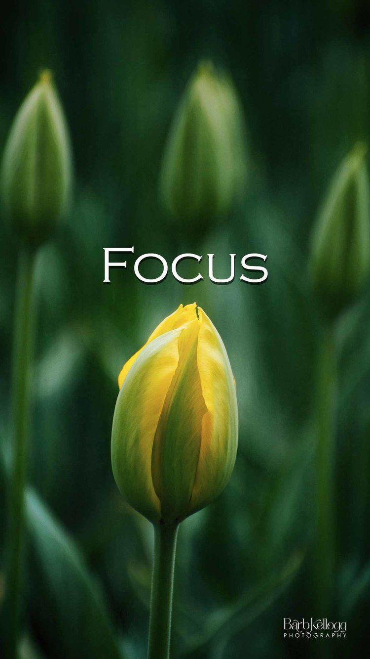 Focus Phone Wallpapers - Top Free Focus Phone Backgrounds - WallpaperAccess