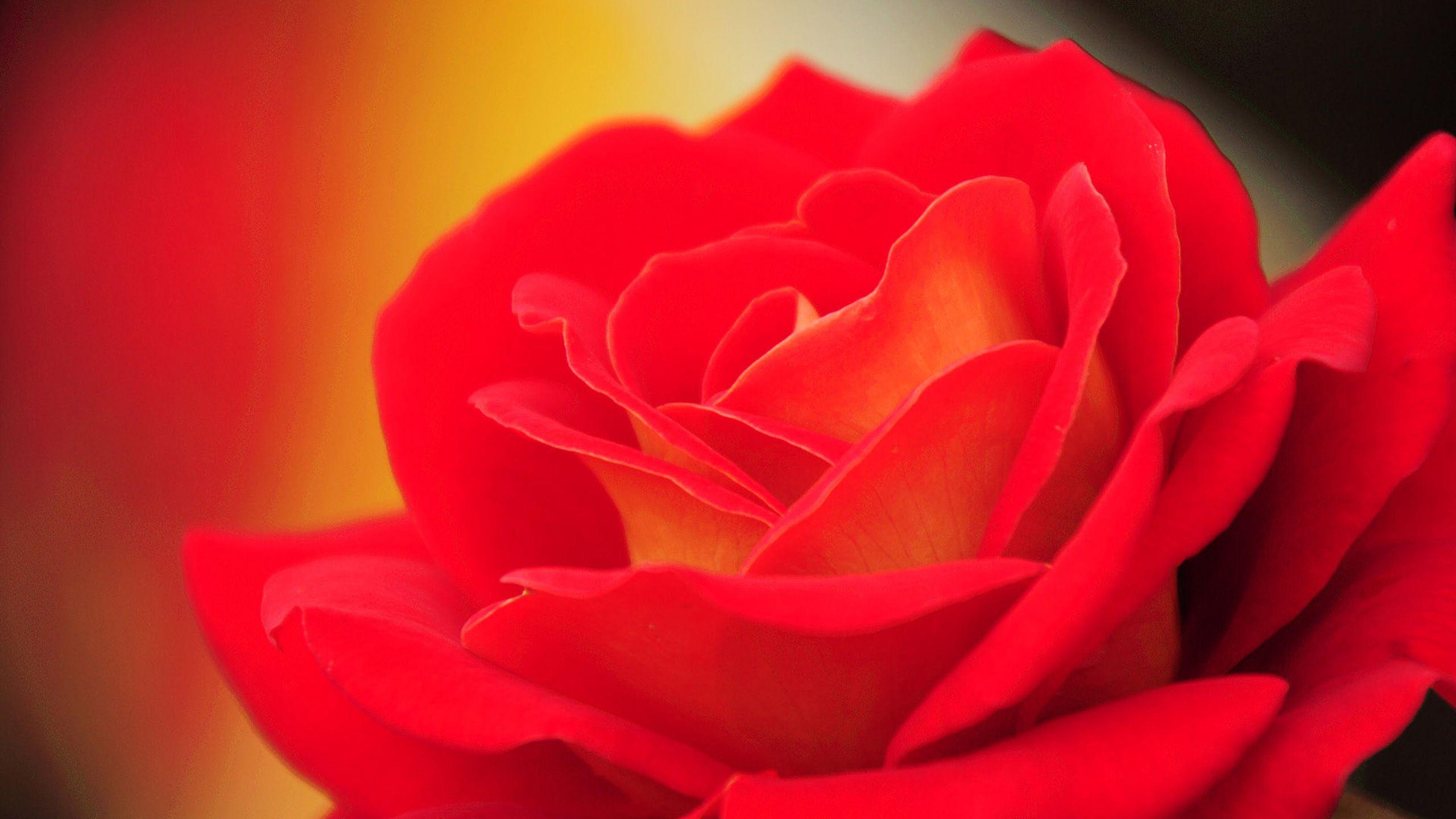 Red Flowers Desktop Wallpapers - Top Free Red Flowers Desktop ...