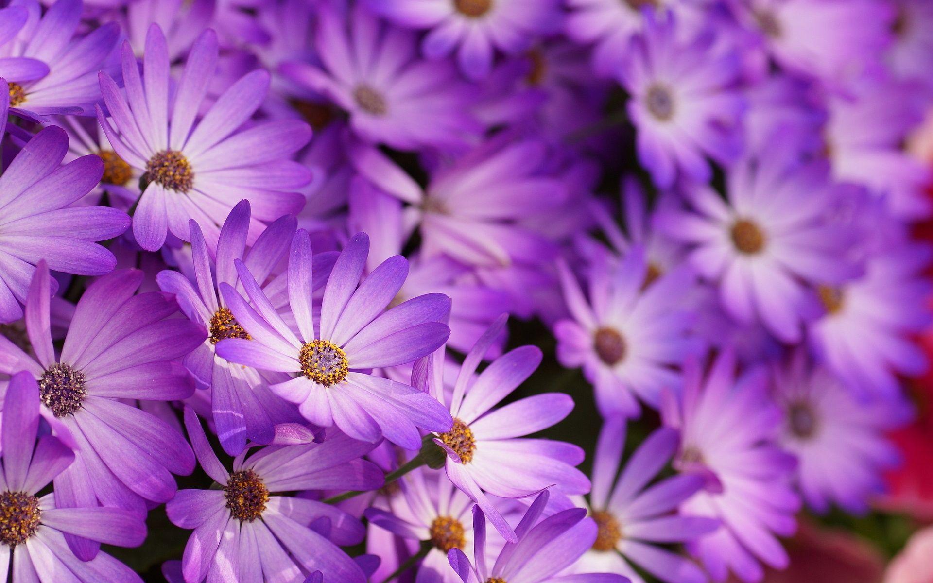 Purple Spring Flowers Desktop Wallpapers - Top Free Purple Spring ...