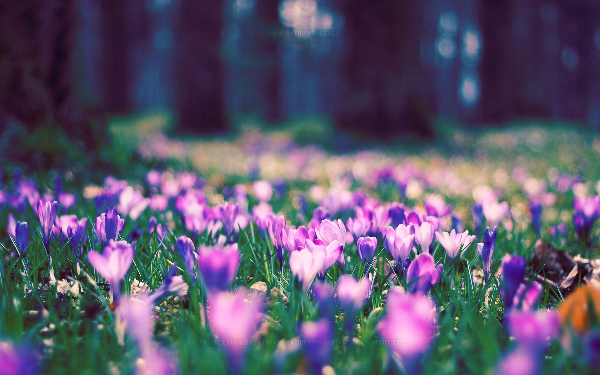 Purple Spring Flowers Desktop Wallpapers - Top Free Purple Spring ...