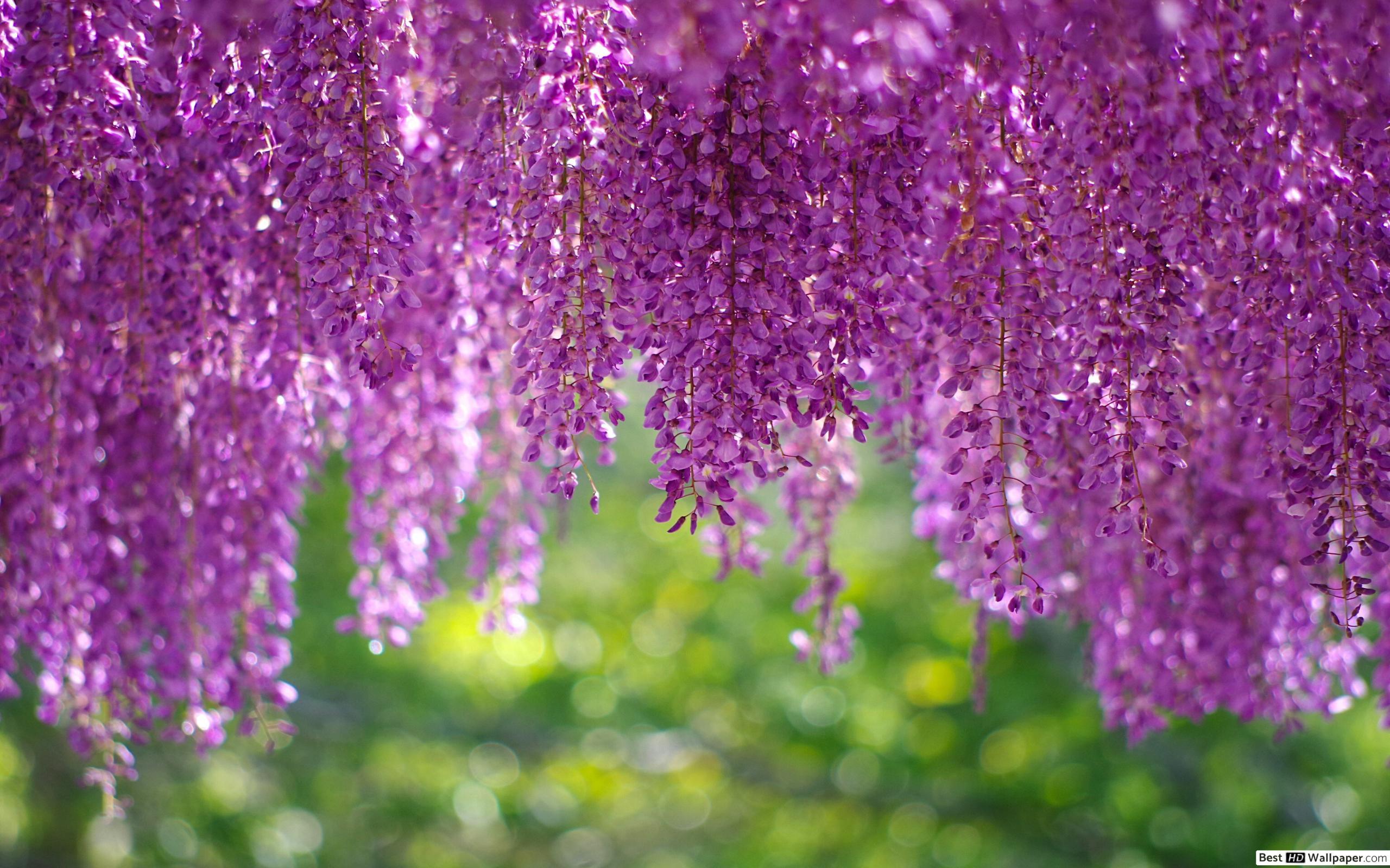 Purple Spring Flowers Desktop Wallpapers - Top Free Purple Spring ...