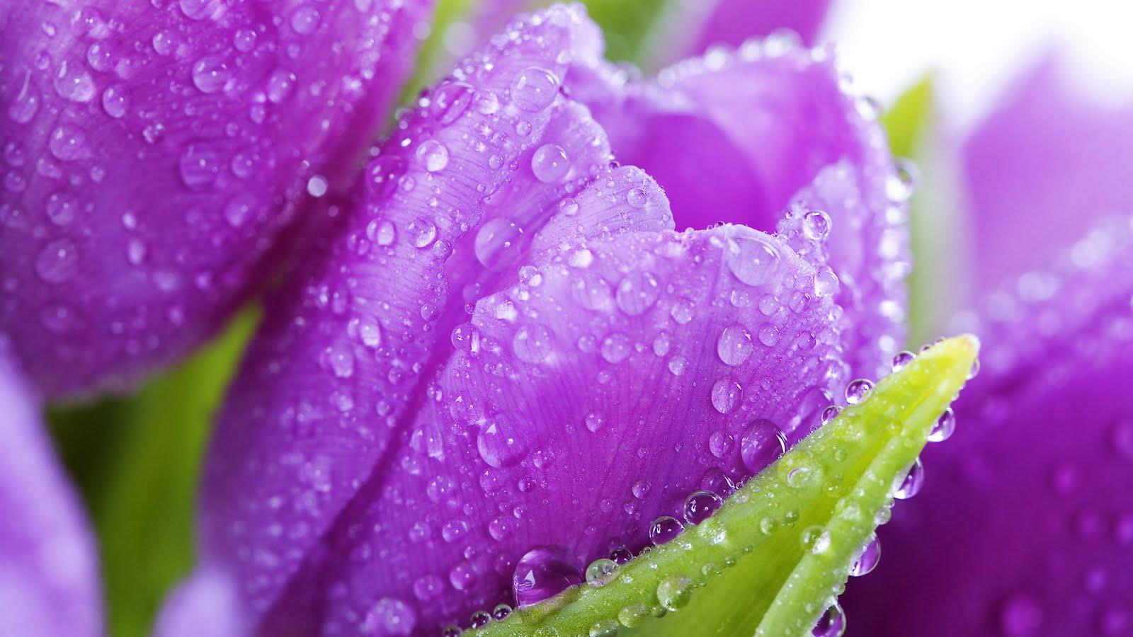 Purple Spring Flowers Desktop Wallpapers - Top Free Purple Spring ...