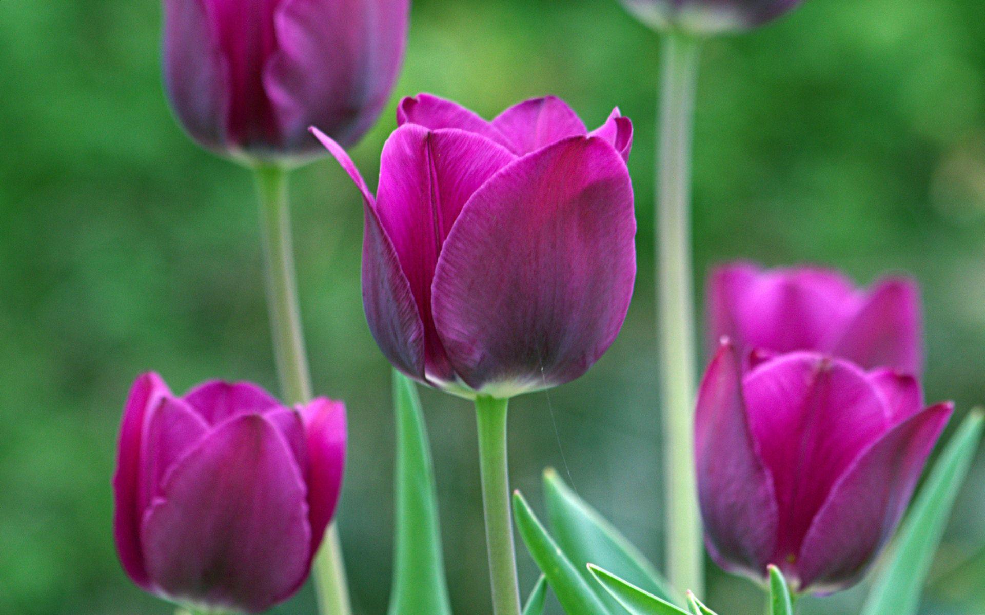 Purple Spring Flowers Desktop Wallpapers - Top Free Purple Spring ...