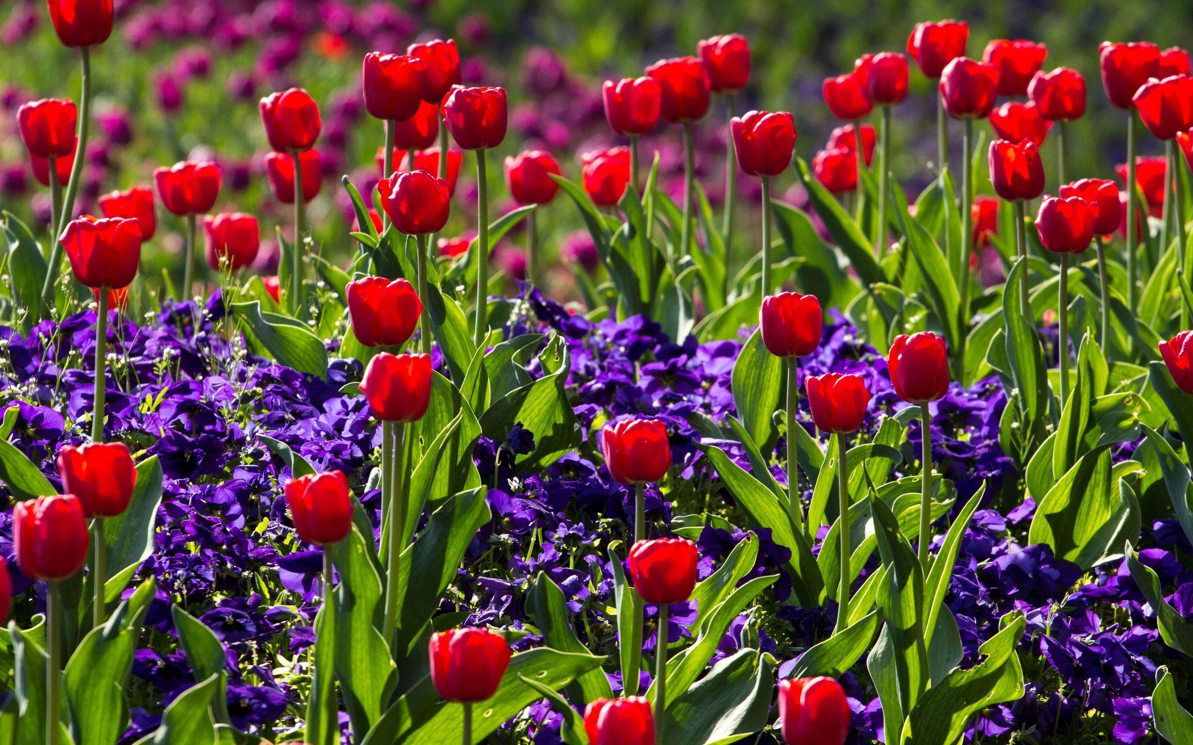 Purple Spring Flowers Desktop Wallpapers - Top Free Purple Spring ...