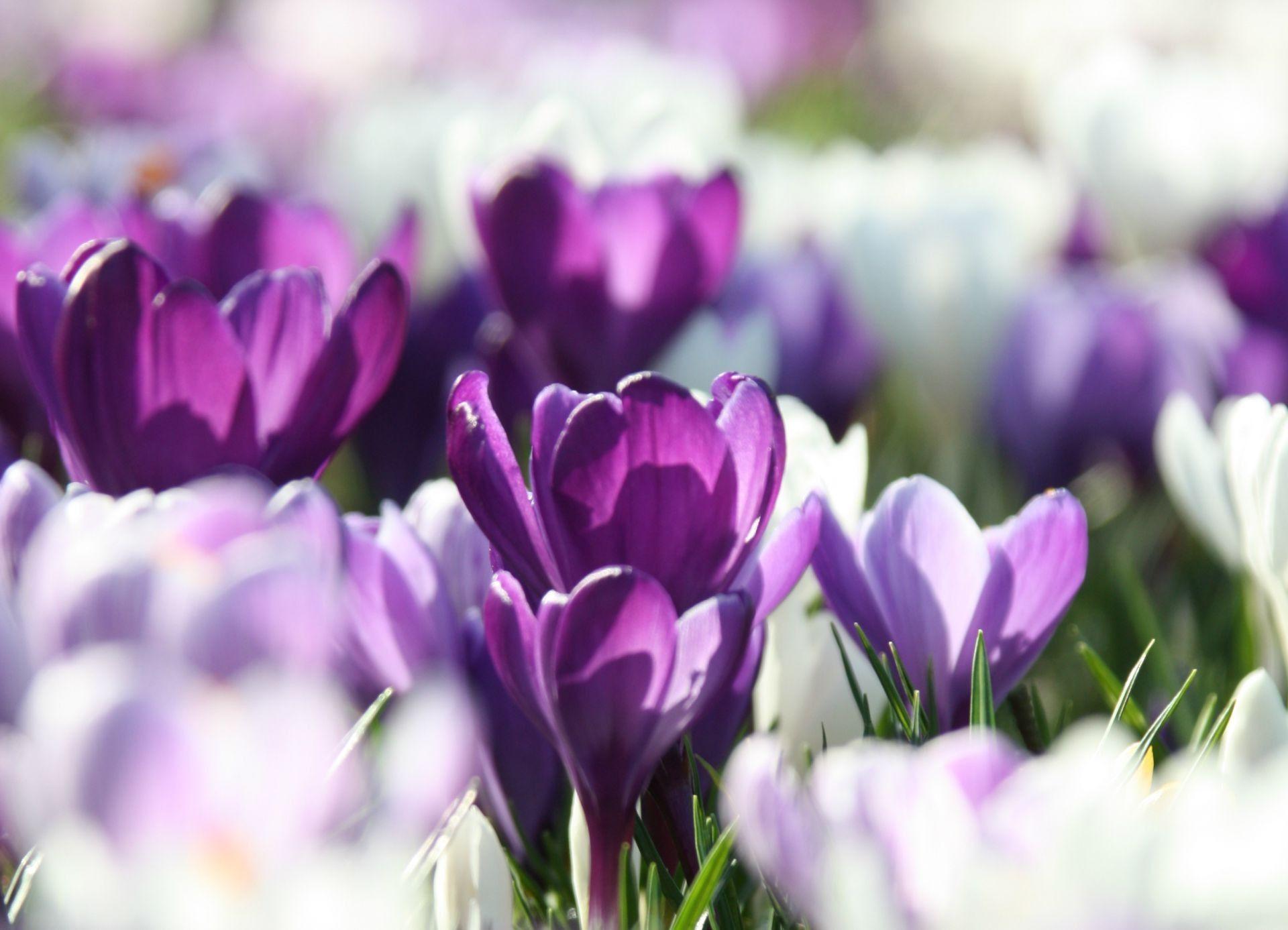 Purple Spring Flowers Desktop Wallpapers - Top Free Purple Spring ...
