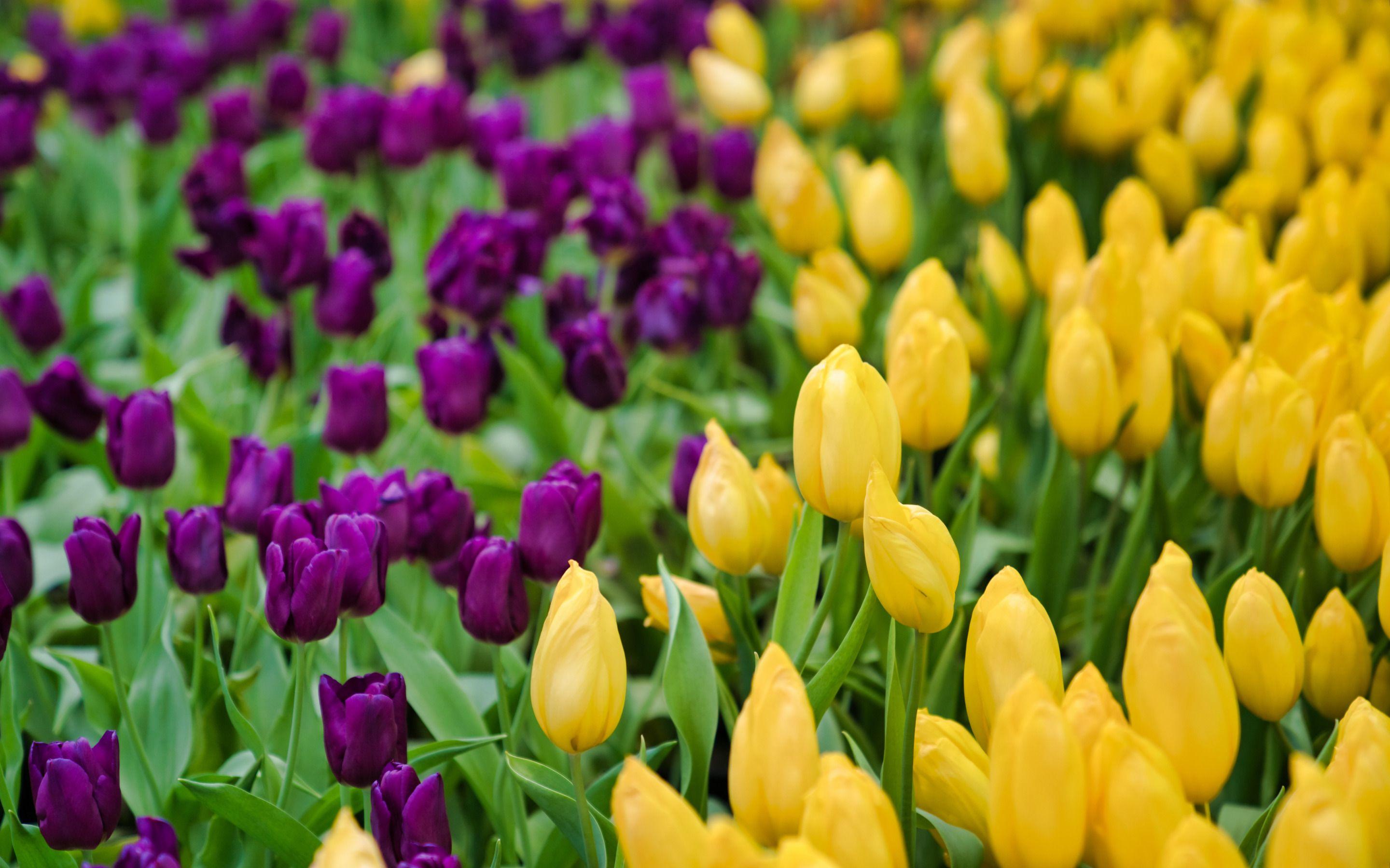 Purple Spring Flowers Desktop Wallpapers - Top Free Purple Spring ...