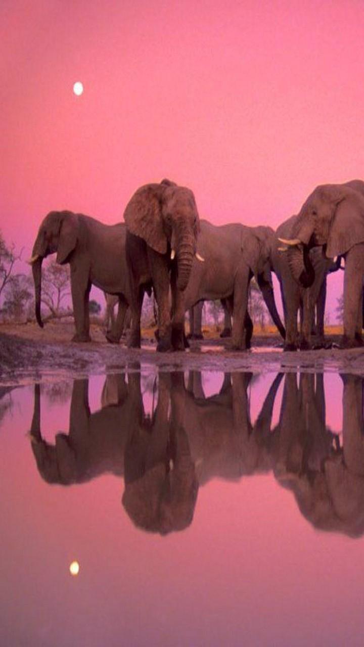 Pink Elephant Wallpapers - Top Free Pink Elephant Backgrounds ...