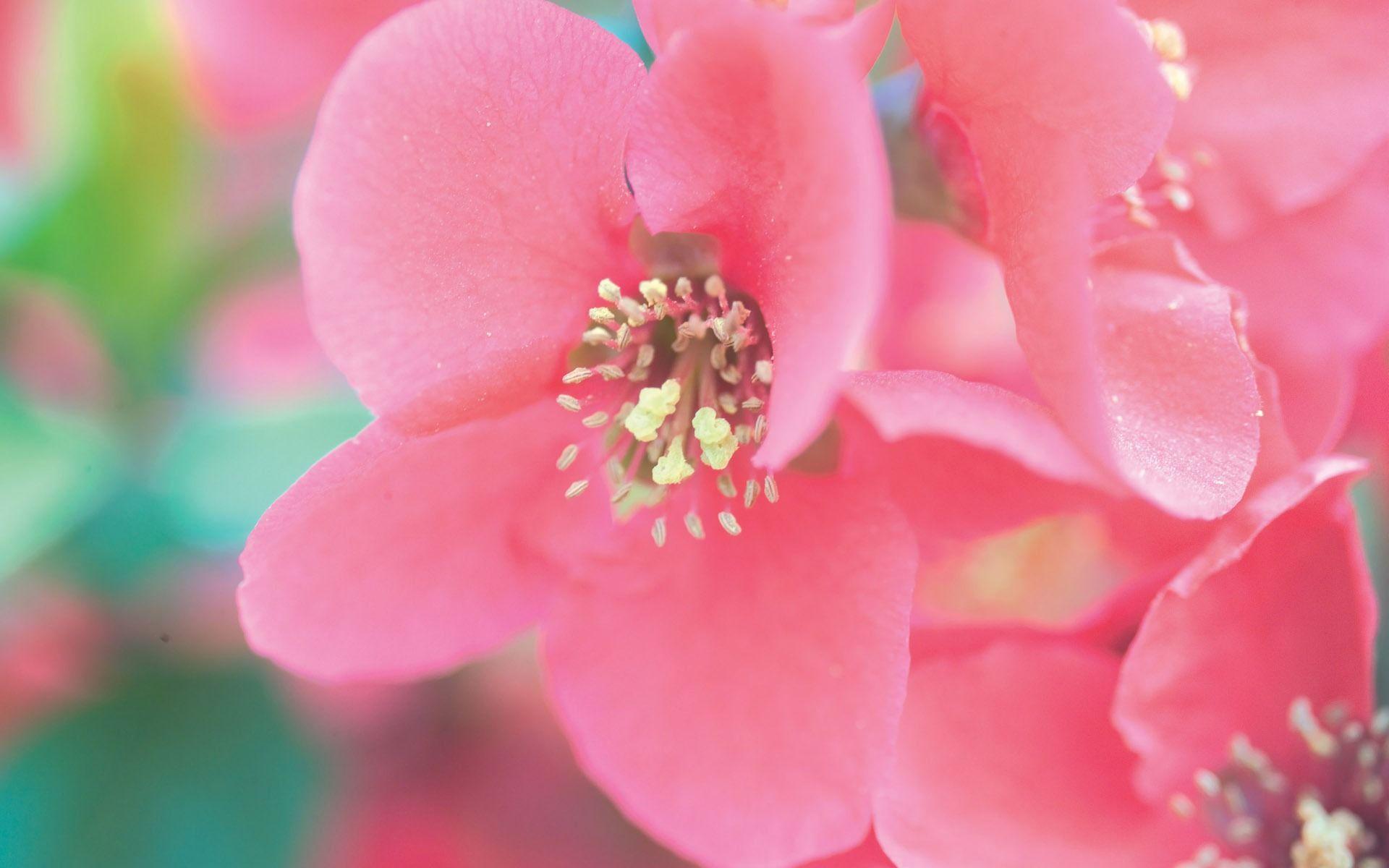 Korean Flower Wallpapers - Top Free Korean Flower Backgrounds ...