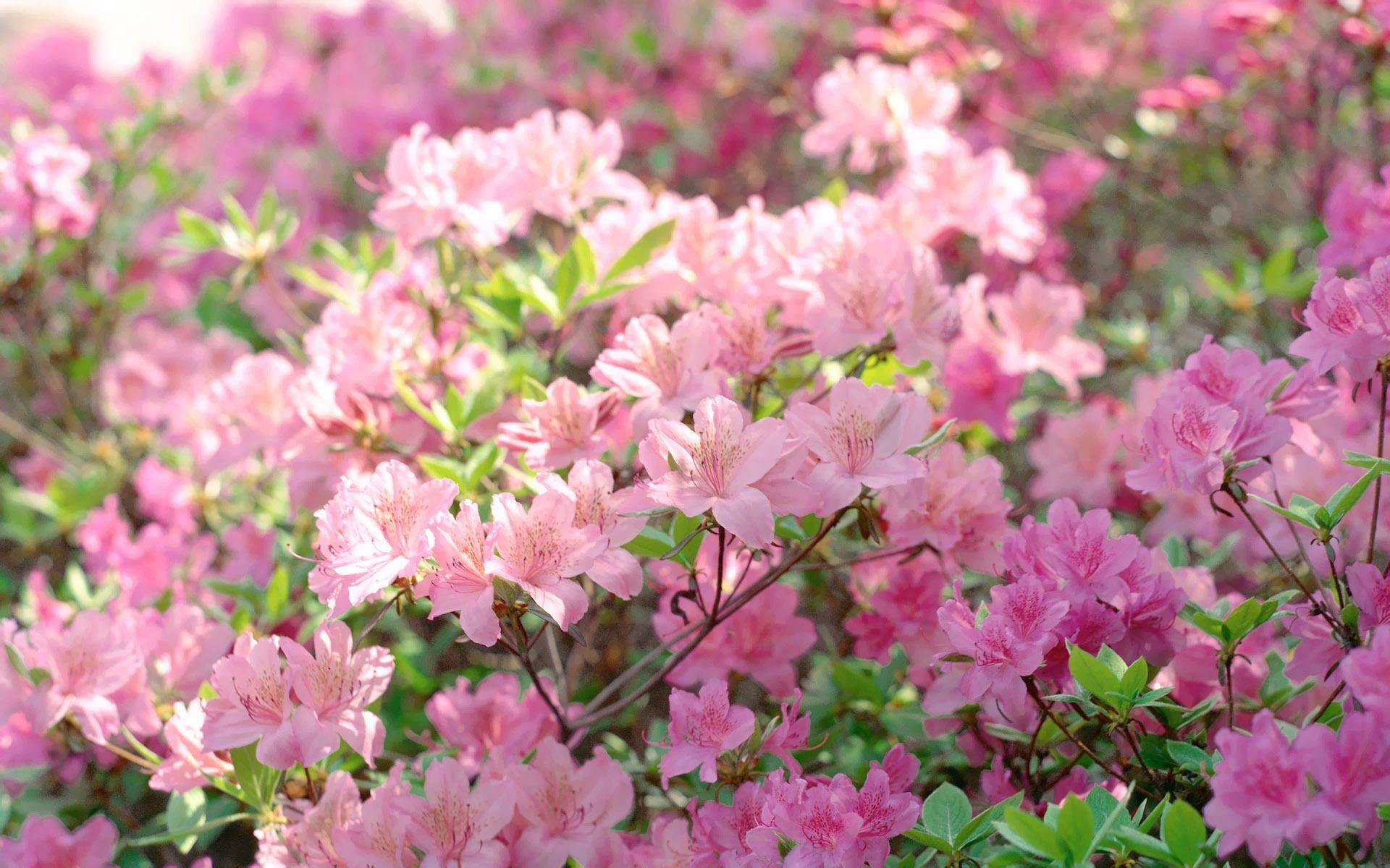 Korean Flower Wallpapers - Top Free Korean Flower Backgrounds ...