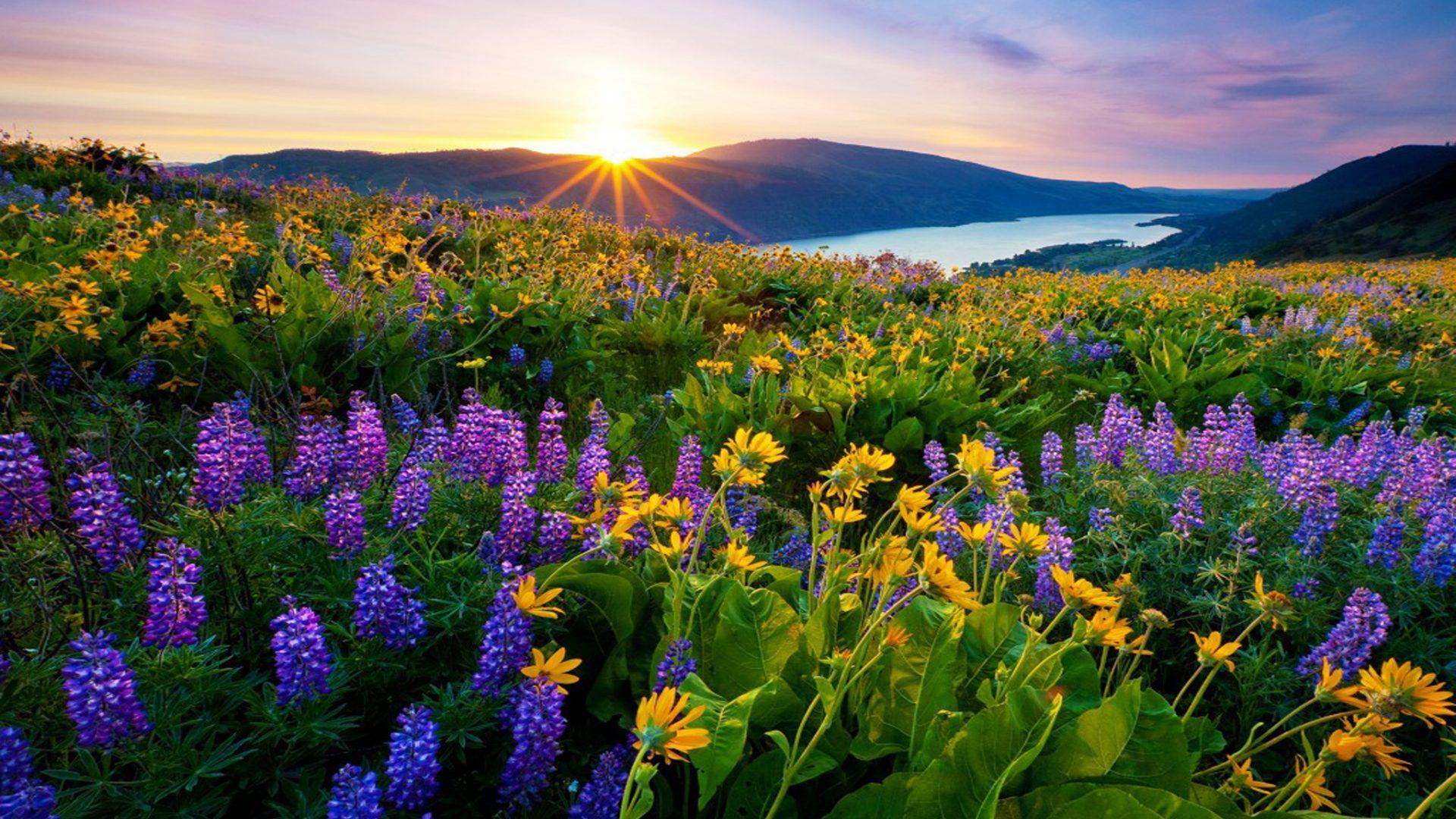 Mountain Sunshine Wallpapers - Top Free Mountain Sunshine Backgrounds ...