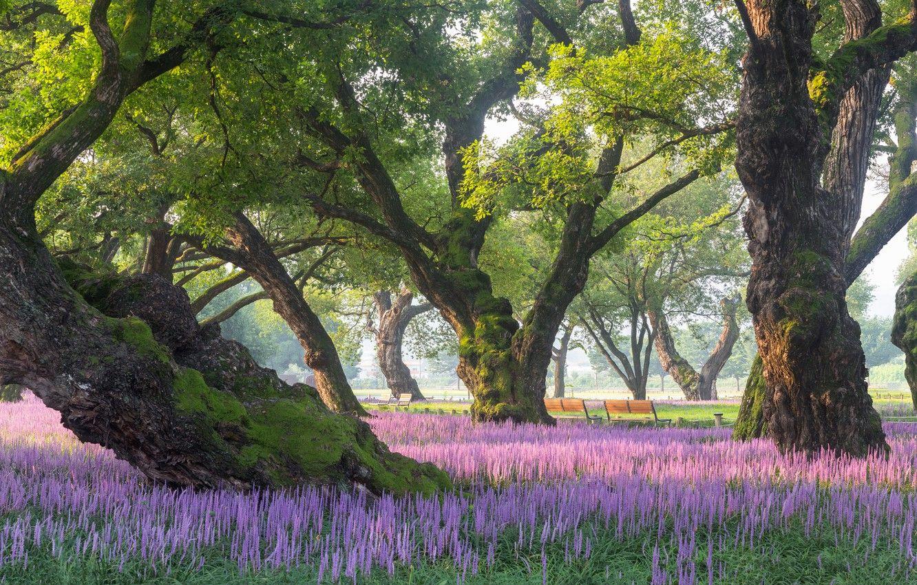 Vegetation Wallpapers - Top Free Vegetation Backgrounds - WallpaperAccess
