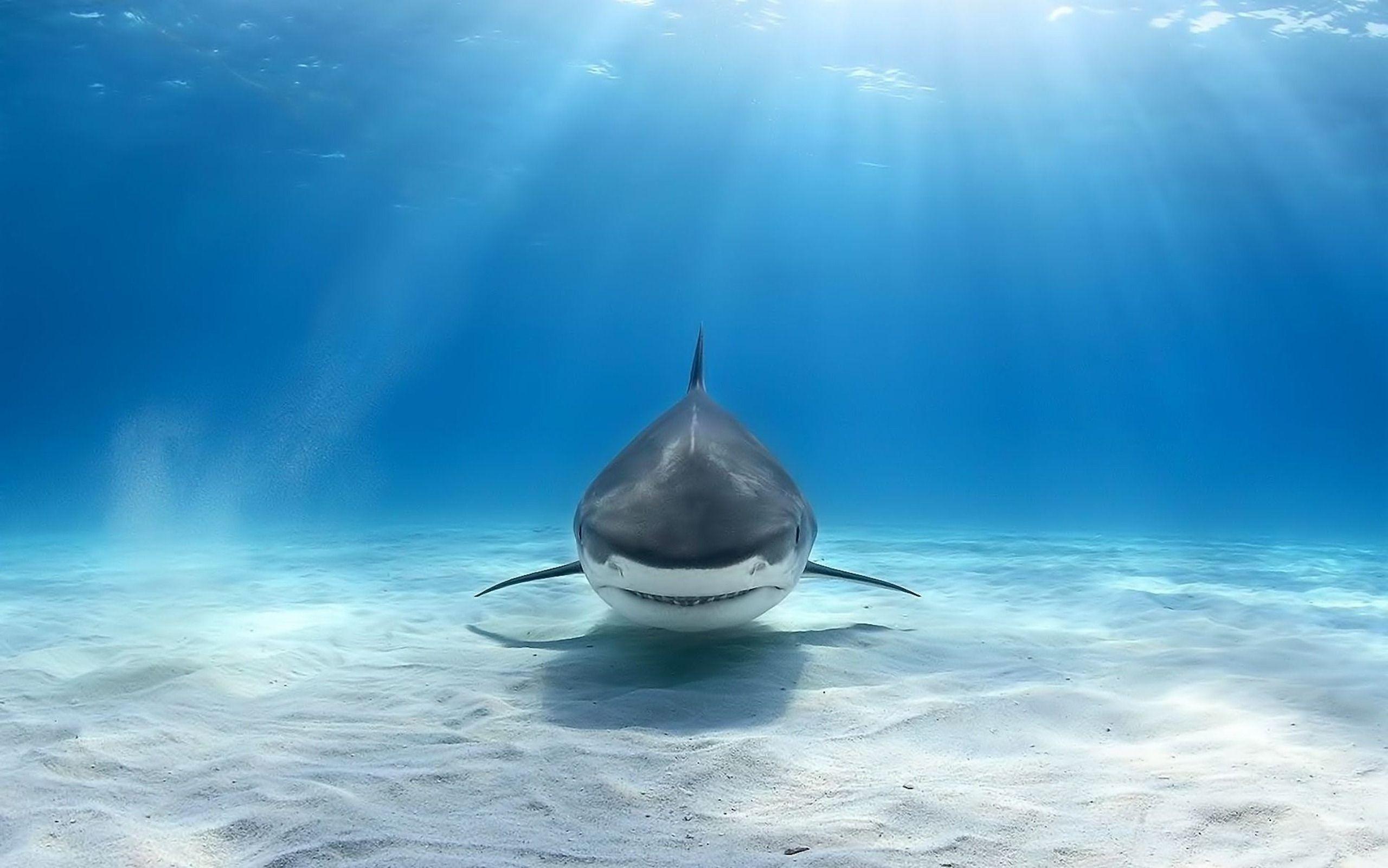 Bull Shark Wallpapers - Top Free Bull Shark Backgrounds - WallpaperAccess