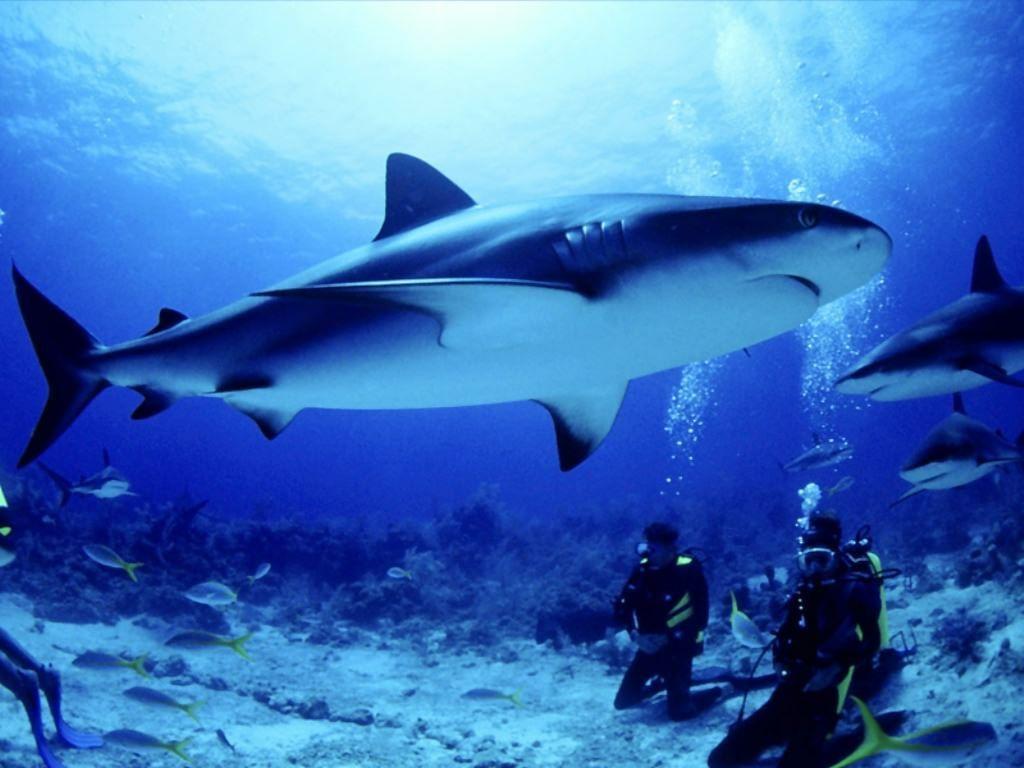 Bull Shark Wallpapers - Top Free Bull Shark Backgrounds - WallpaperAccess