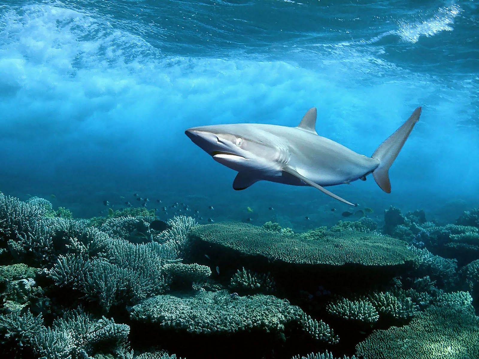 Bull Shark Wallpapers - Top Free Bull Shark Backgrounds - WallpaperAccess