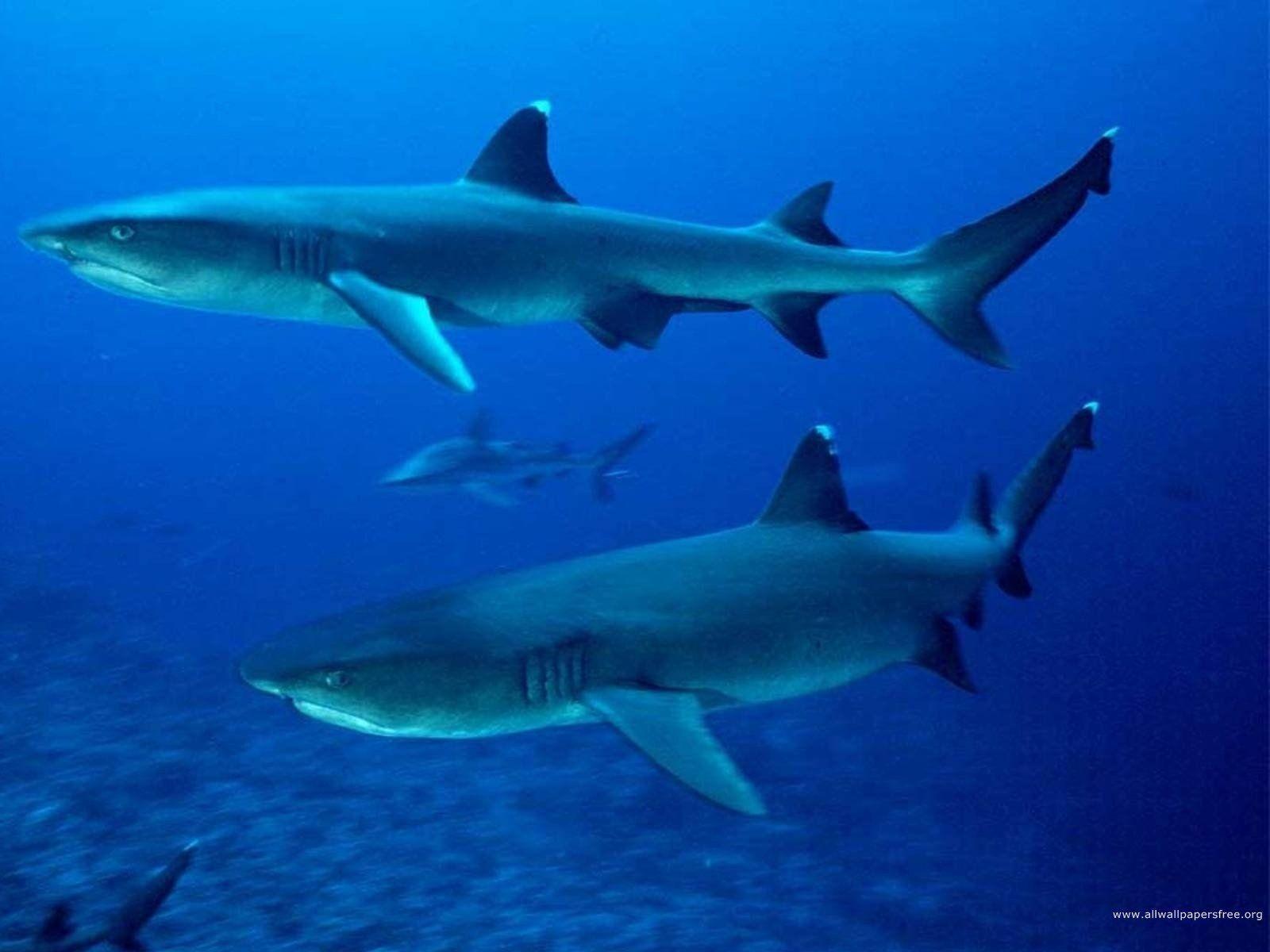 Bull Shark Wallpapers - Top Free Bull Shark Backgrounds - WallpaperAccess