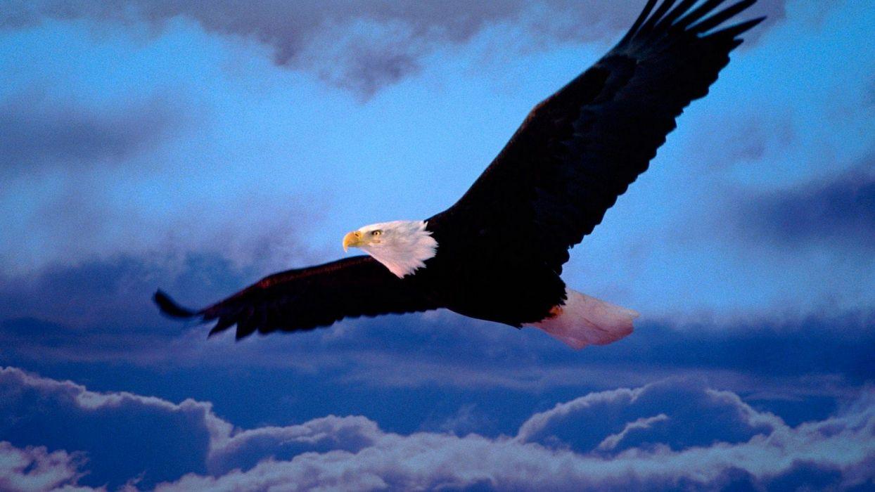 Blue Eagle Wallpapers - Top Free Blue Eagle Backgrounds - WallpaperAccess