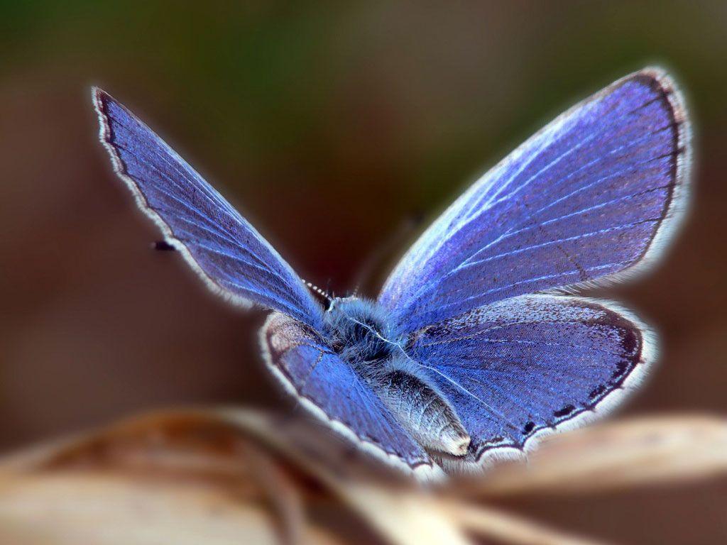 Borboleta Wallpapers - Top Free Borboleta Backgrounds - WallpaperAccess