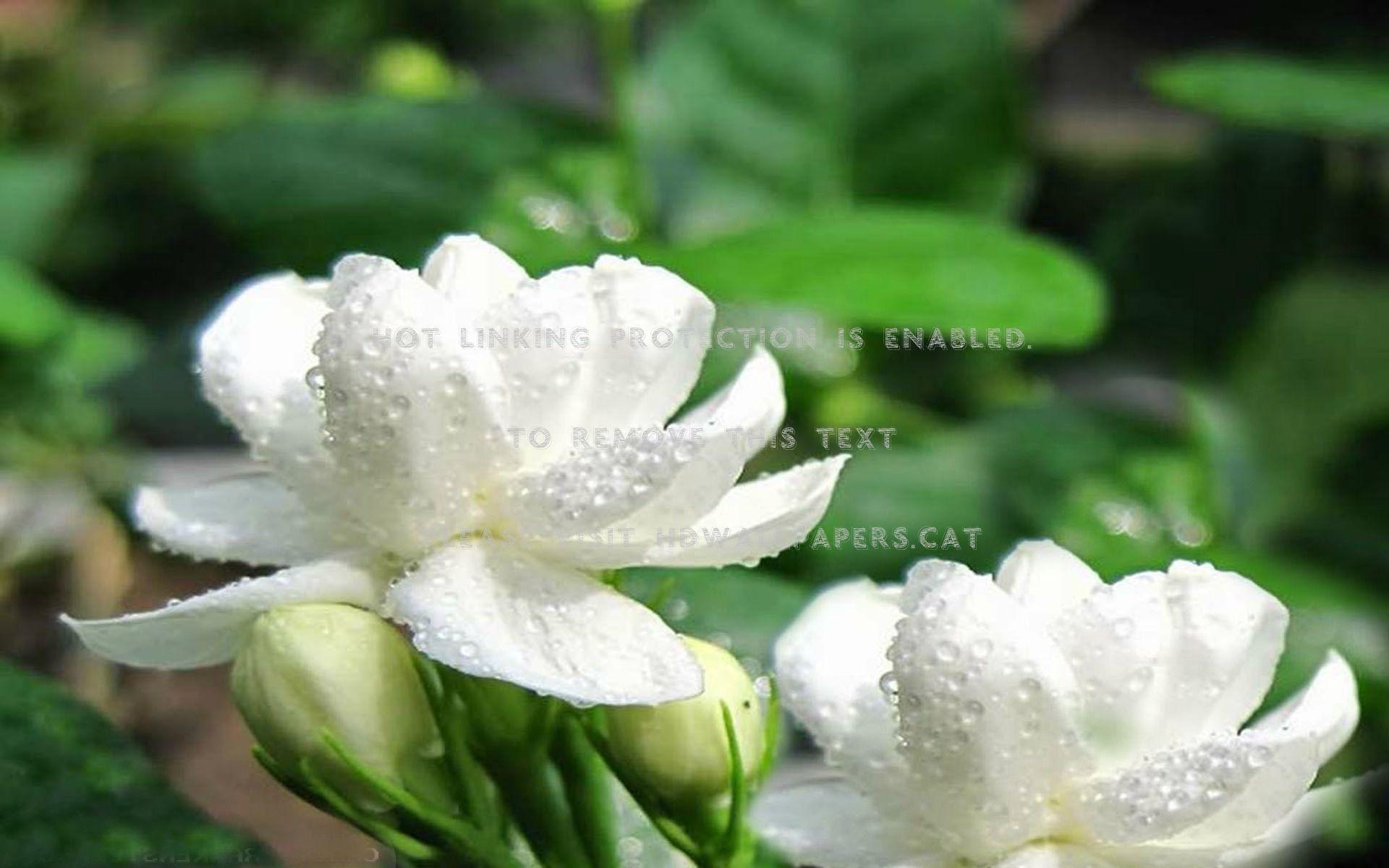 White Jasmine Wallpapers - Top Free White Jasmine Backgrounds ...