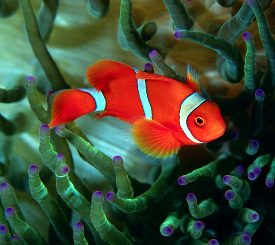 Sea Fish Wallpapers - Top Free Sea Fish Backgrounds - WallpaperAccess