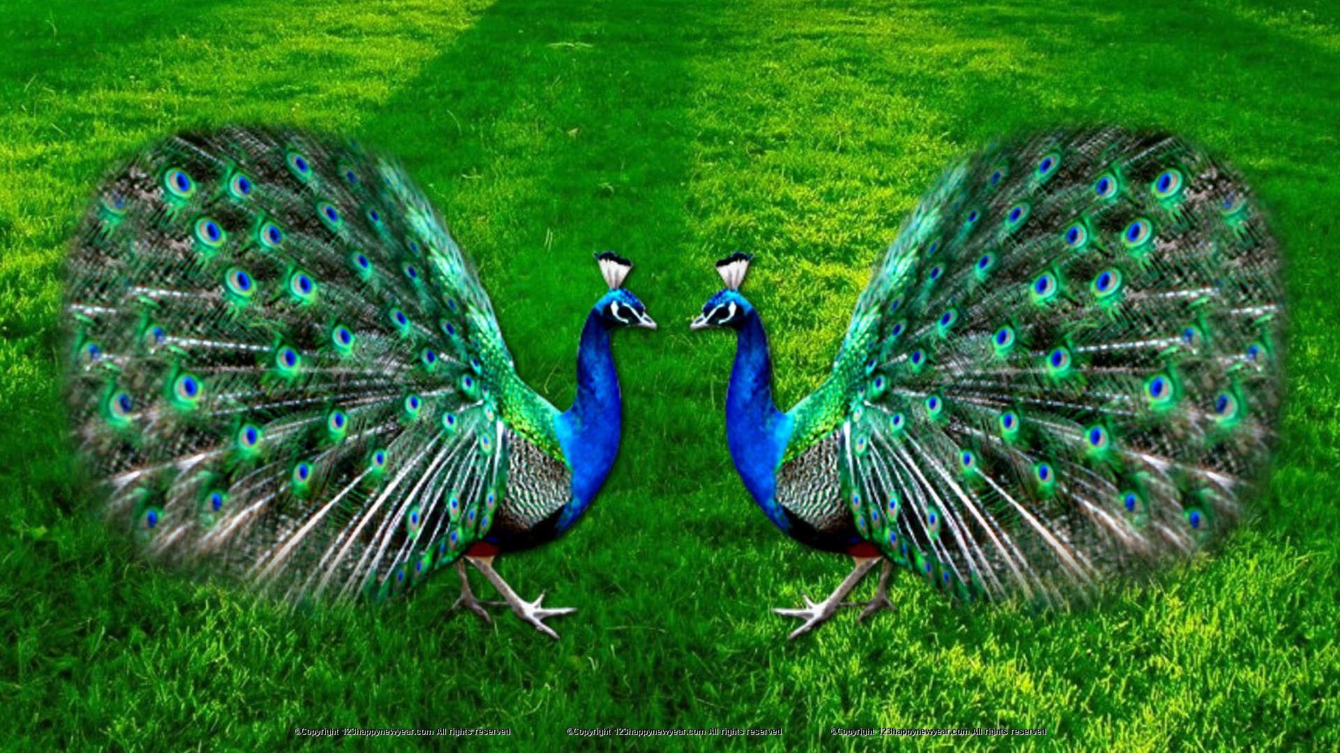 Beautiful Peacock Wallpapers - Top Free Beautiful Peacock Backgrounds - WallpaperAccess