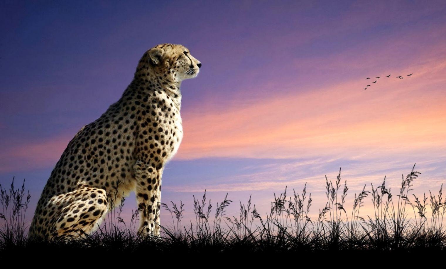 Cool Cheetah Wallpapers - Top Free Cool Cheetah Backgrounds ...
