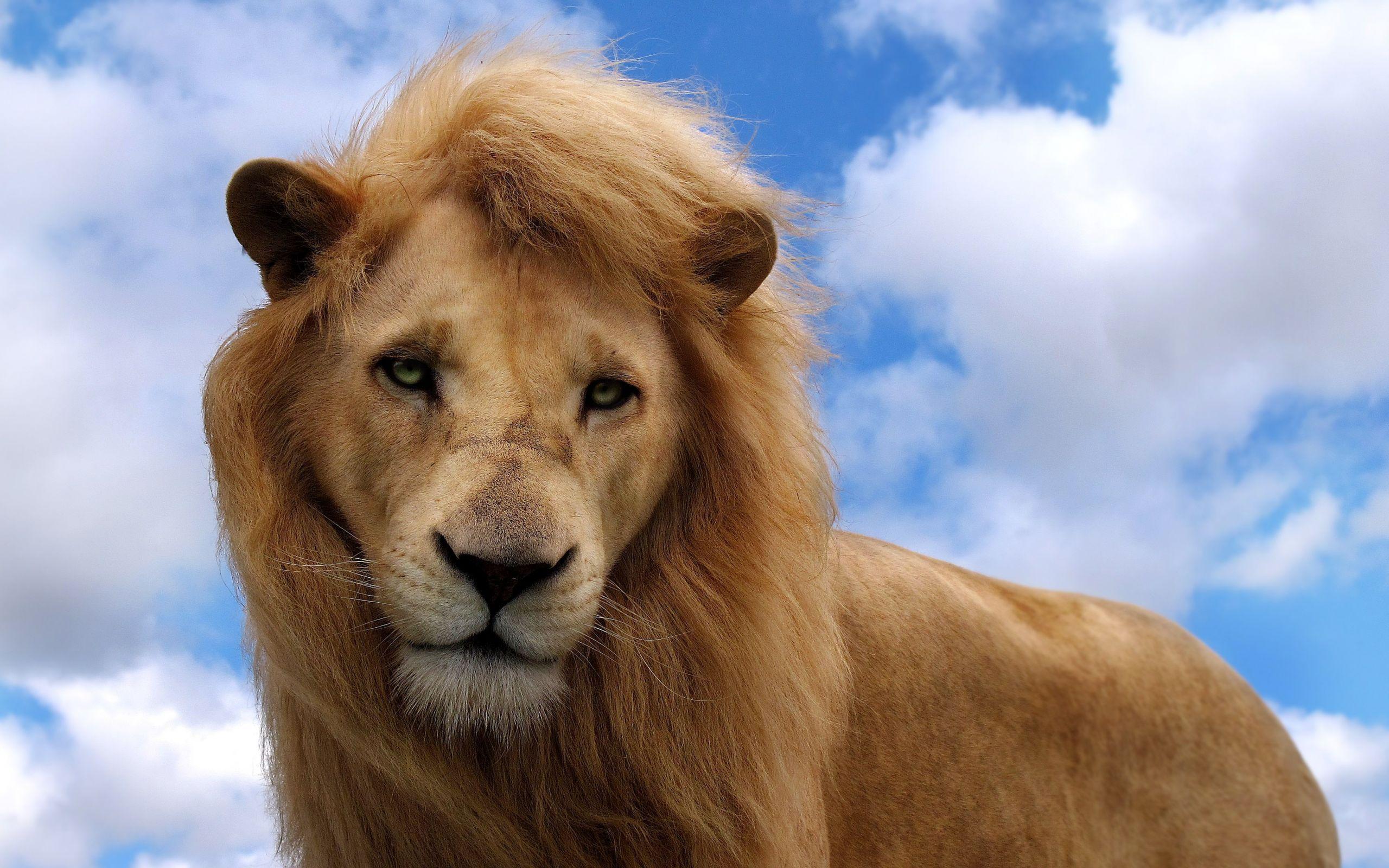 3D Lion Wallpapers - Top Free 3D Lion Backgrounds - WallpaperAccess