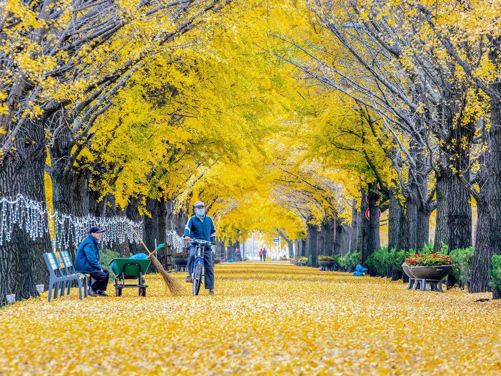 Nami Island Korea Wallpapers - Top Free Nami Island Korea Backgrounds ...