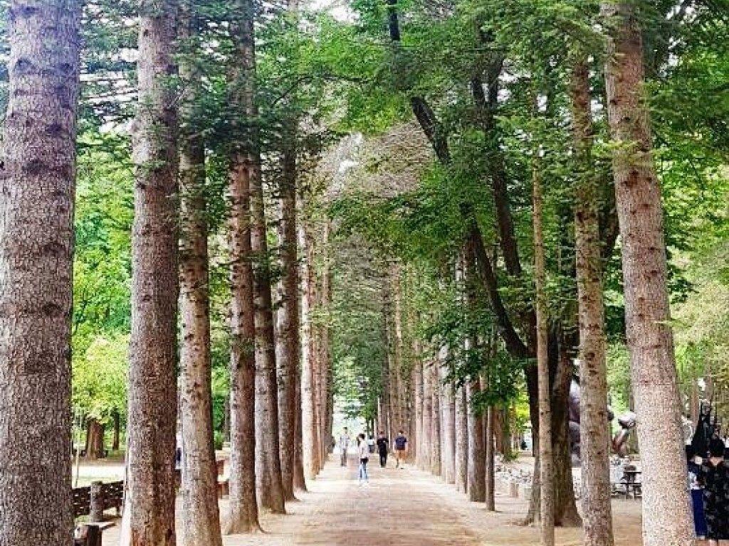 Nami Island Korea Wallpapers - Top Free Nami Island Korea Backgrounds ...