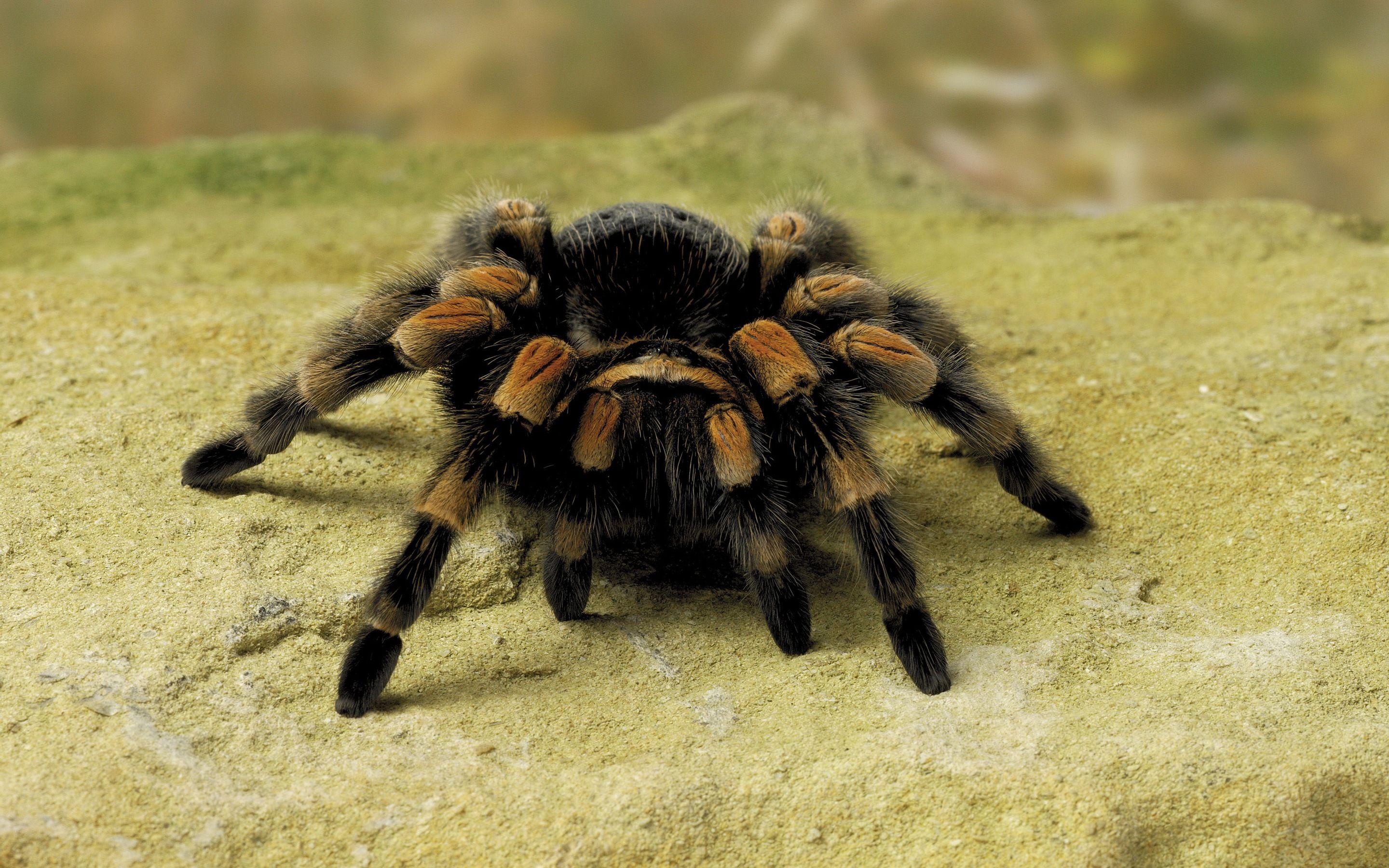 Realistic Spider Wallpapers - Top Free Realistic Spider Backgrounds ...