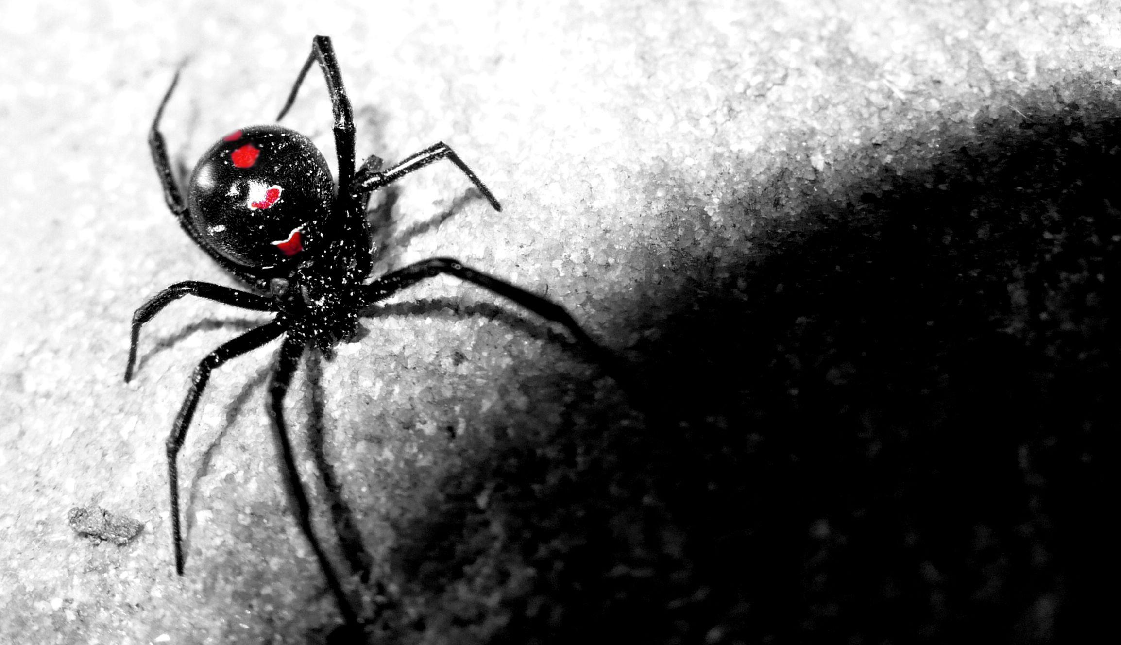 Realistic Spider Wallpapers - Top Free Realistic Spider Backgrounds ...