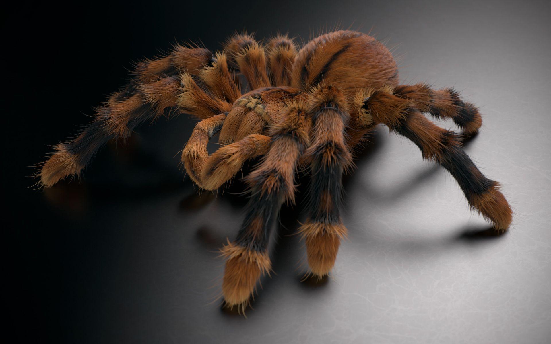 Realistic Spider Wallpapers - Top Free Realistic Spider Backgrounds ...