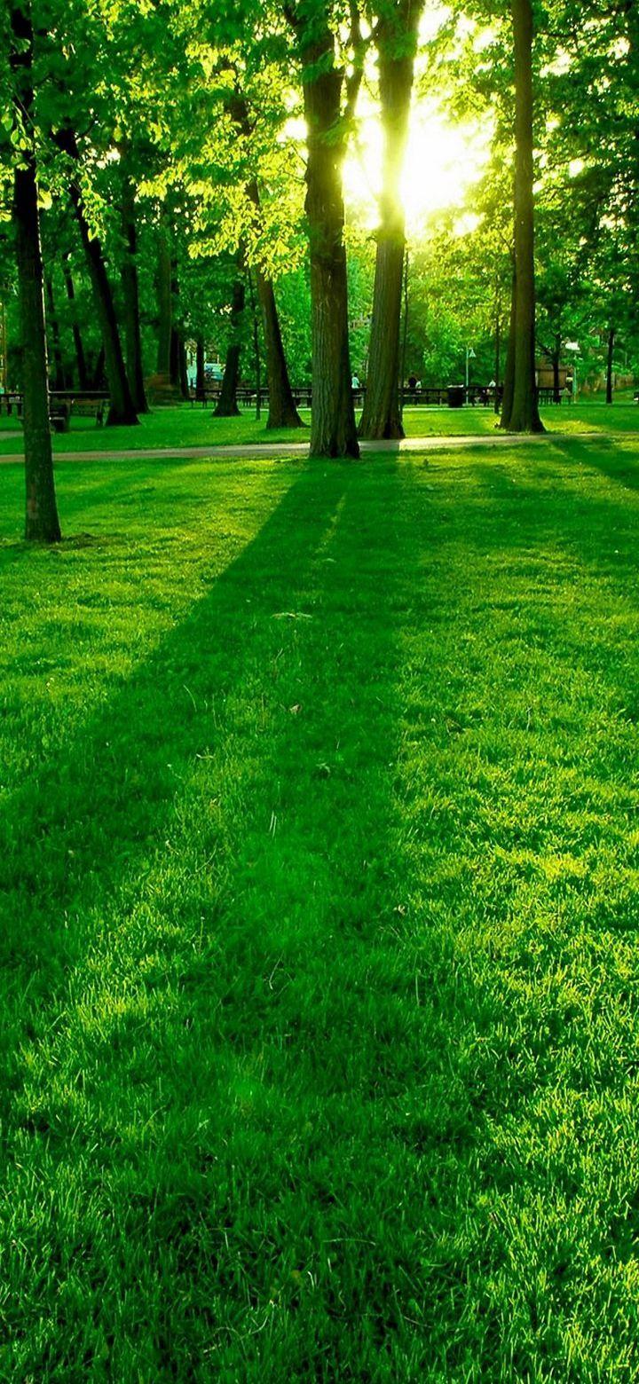 Jungle Phone Wallpapers - Top Free Jungle Phone Backgrounds ...