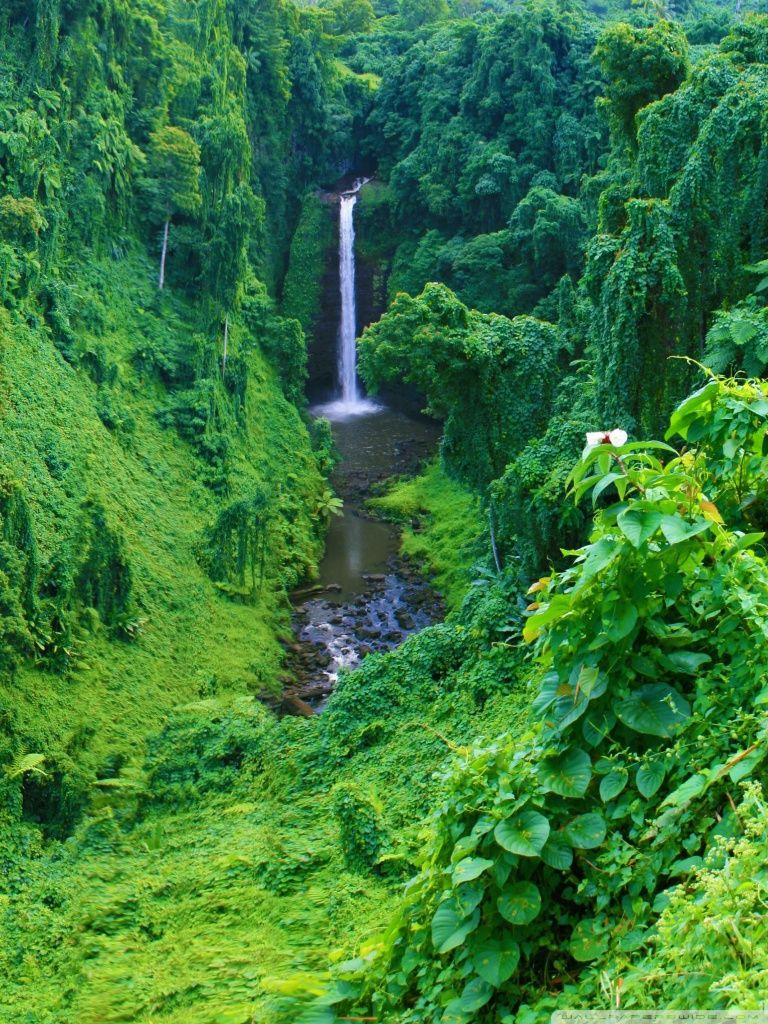 Jungle Phone Wallpapers - Top Free Jungle Phone Backgrounds ...