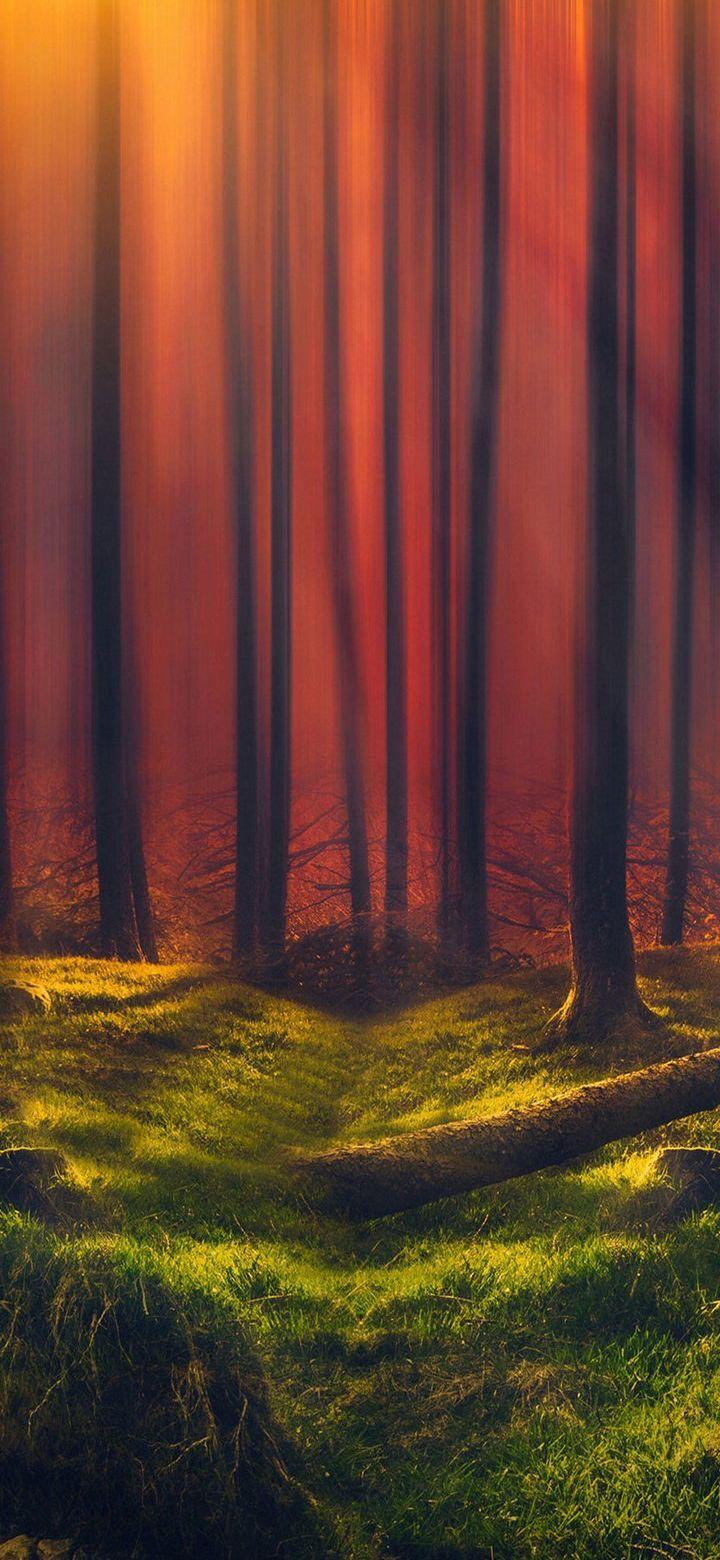 Jungle Phone Wallpapers - Top Free Jungle Phone Backgrounds ...