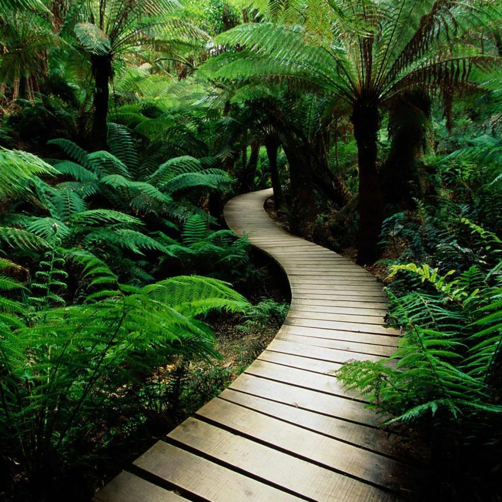 Jungle Phone Wallpapers - Top Free Jungle Phone Backgrounds ...