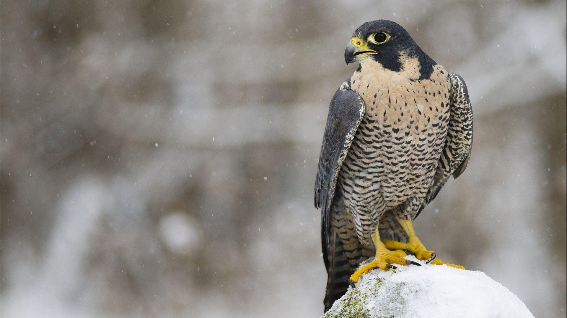Peregrine Falcon Wallpapers - Top Free Peregrine Falcon Backgrounds ...