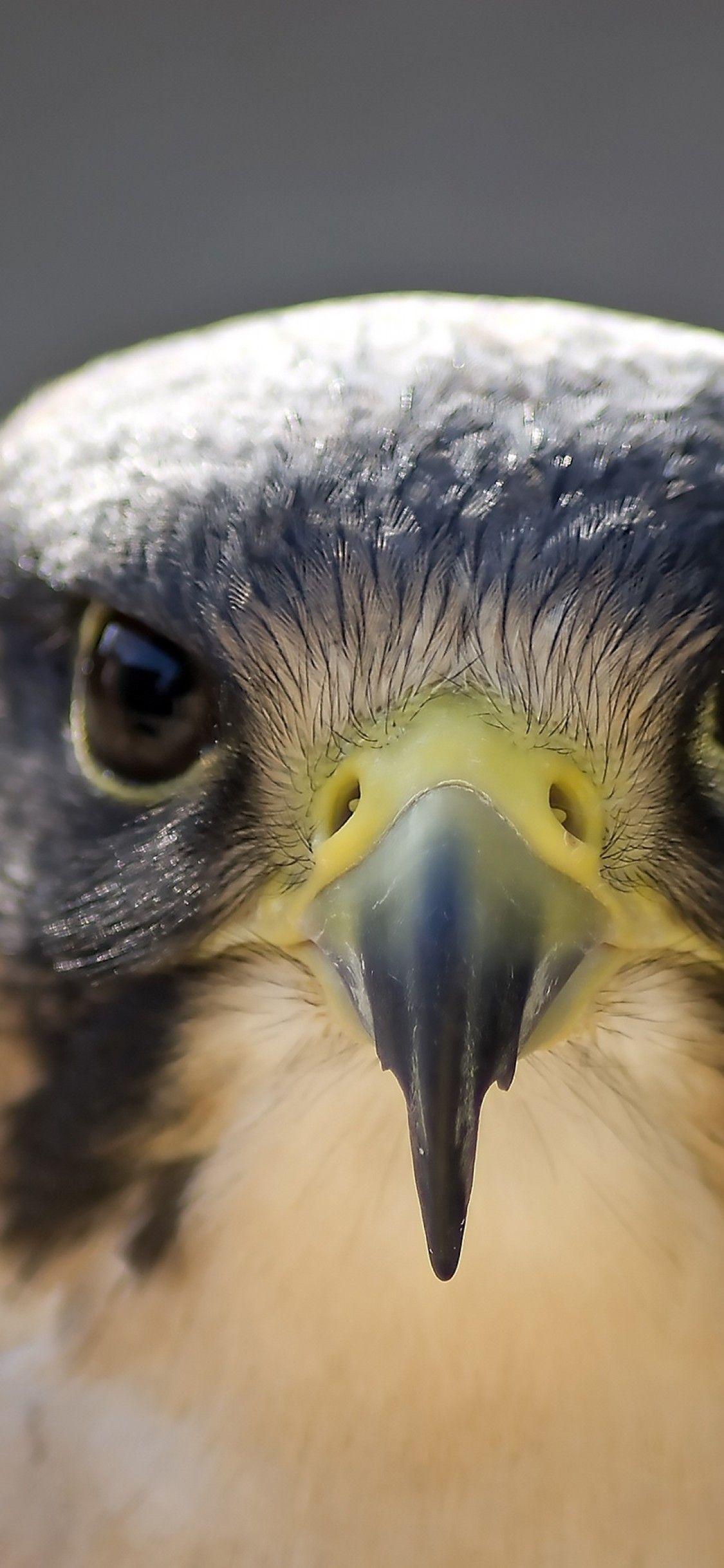 Peregrine Falcon Wallpapers - Top Free Peregrine Falcon Backgrounds ...