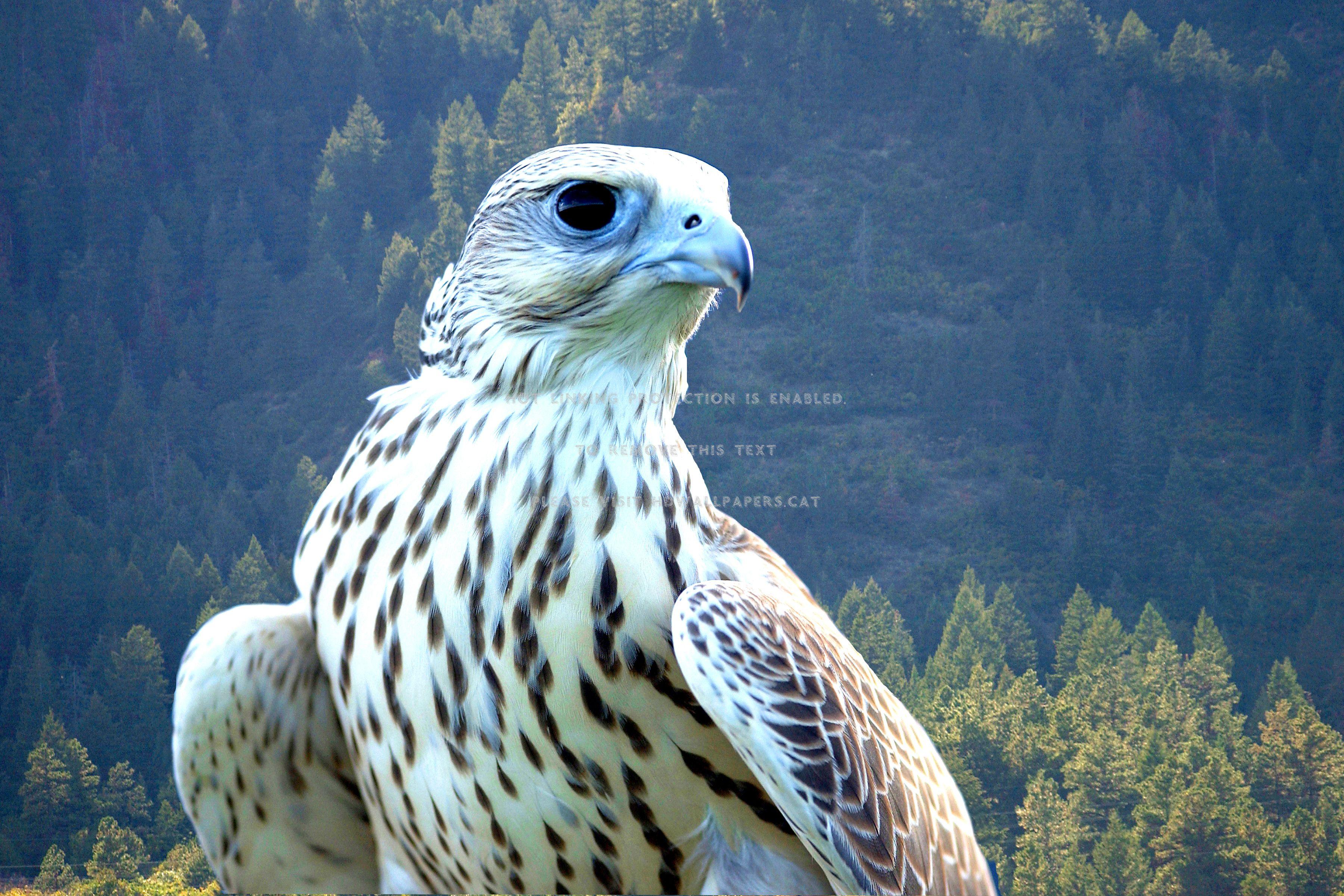 Peregrine Falcon Wallpapers - Top Free Peregrine Falcon Backgrounds ...
