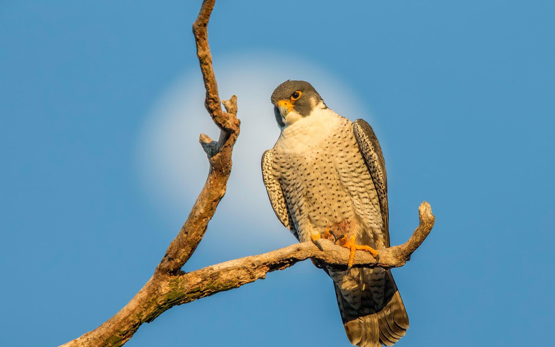 Peregrine Falcon Wallpapers - Top Free Peregrine Falcon Backgrounds ...