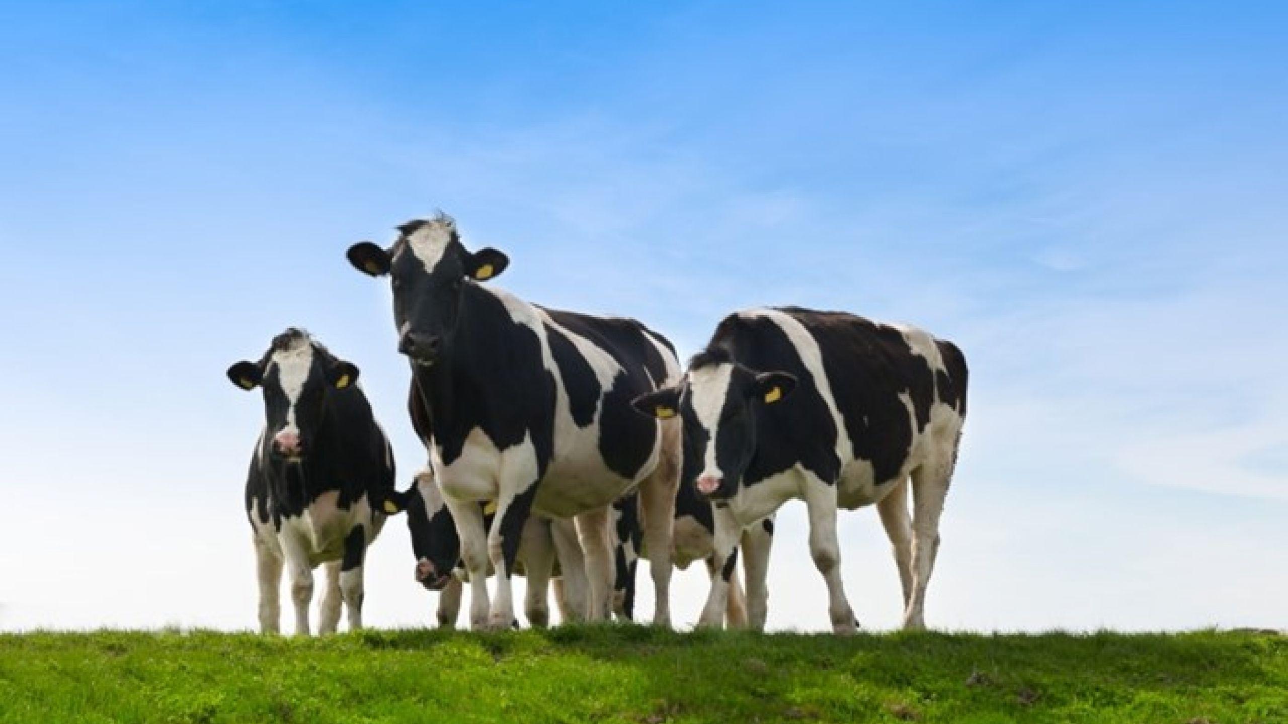 Dairy Wallpapers - Top Free Dairy Backgrounds - WallpaperAccess