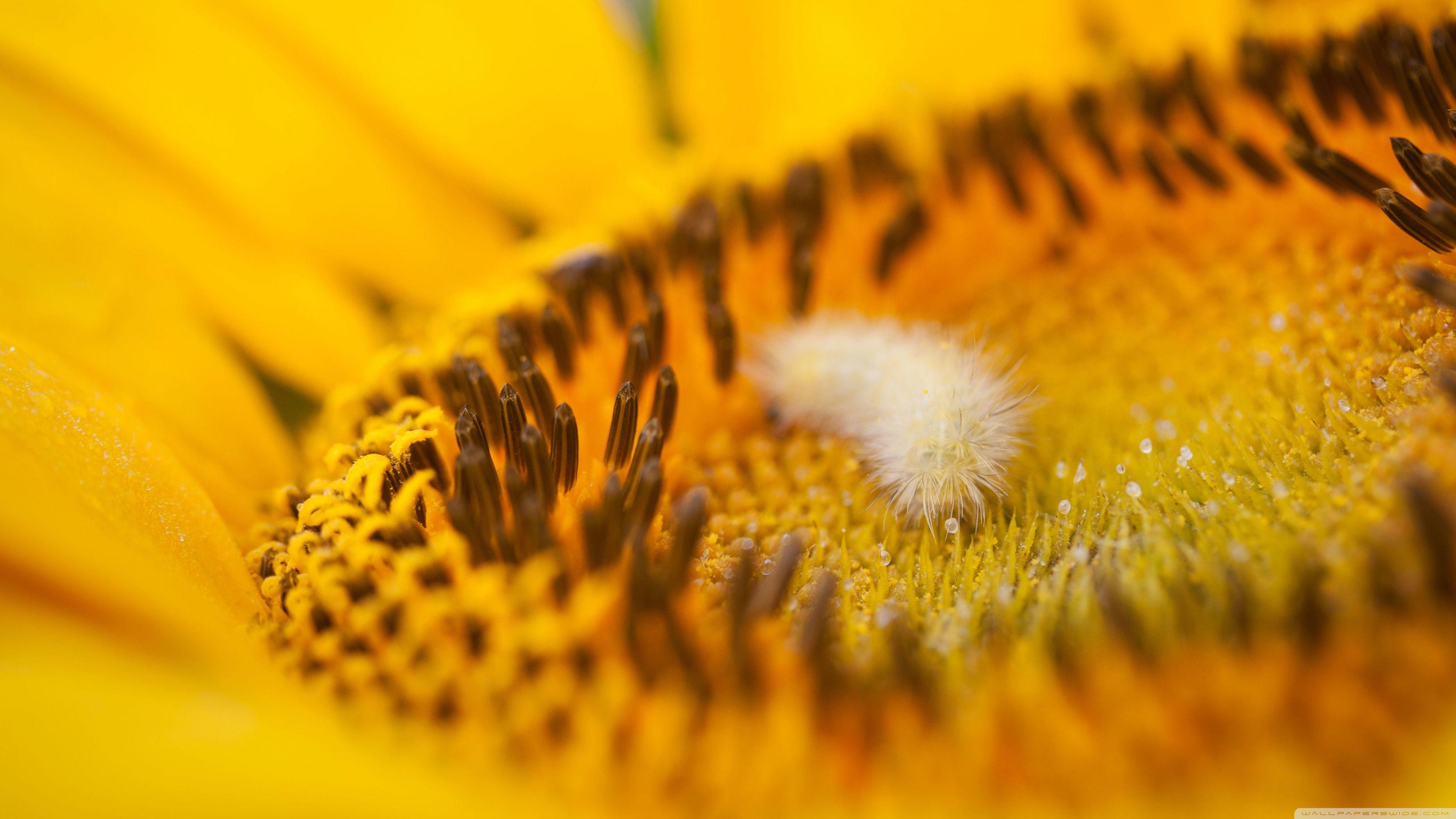 Fuzzy Wallpapers - Top Free Fuzzy Backgrounds - WallpaperAccess