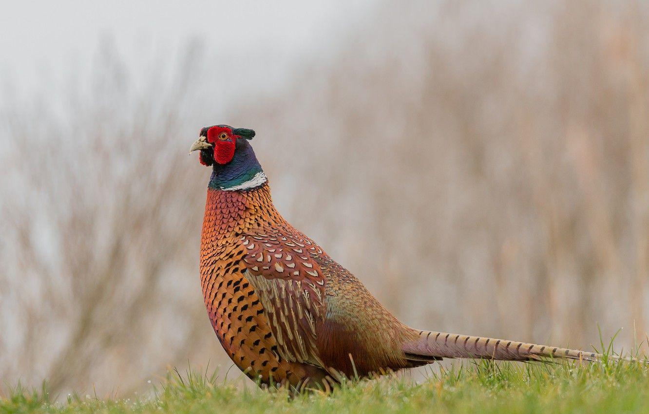 Pheasant Wallpapers - Top Free Pheasant Backgrounds - WallpaperAccess