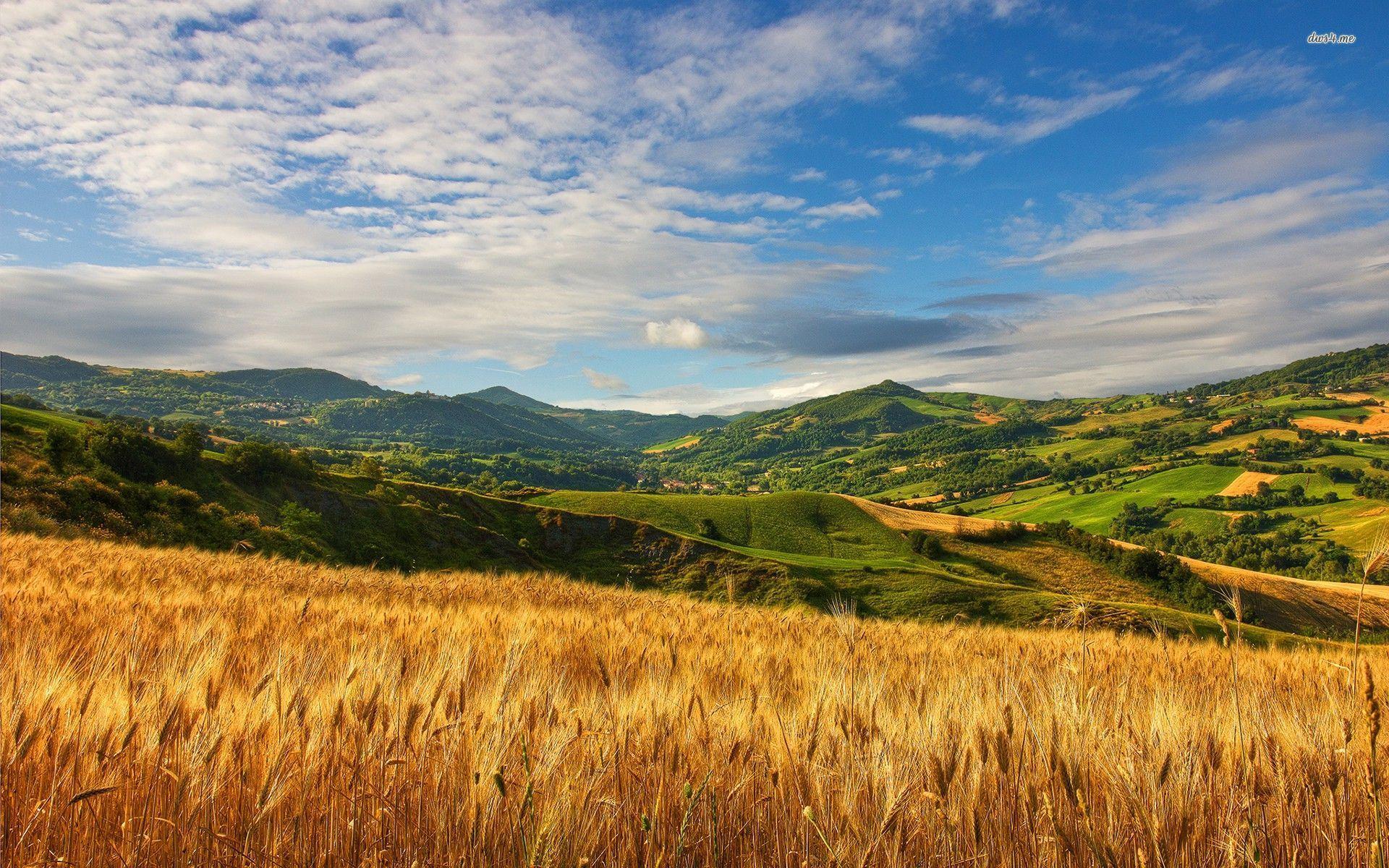 Hay Field Wallpapers - Top Free Hay Field Backgrounds - WallpaperAccess