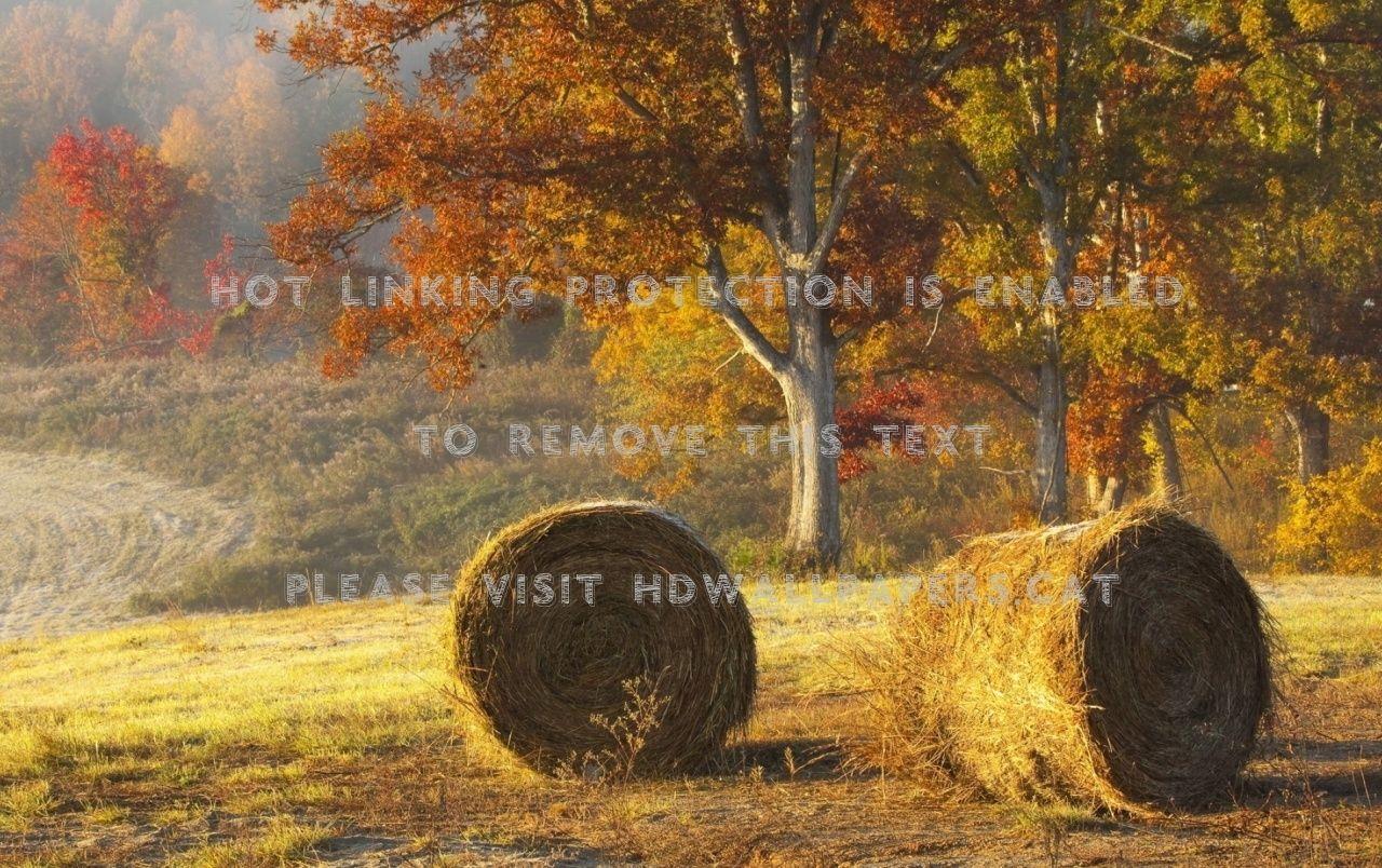 Hay Field Wallpapers - Top Free Hay Field Backgrounds - WallpaperAccess