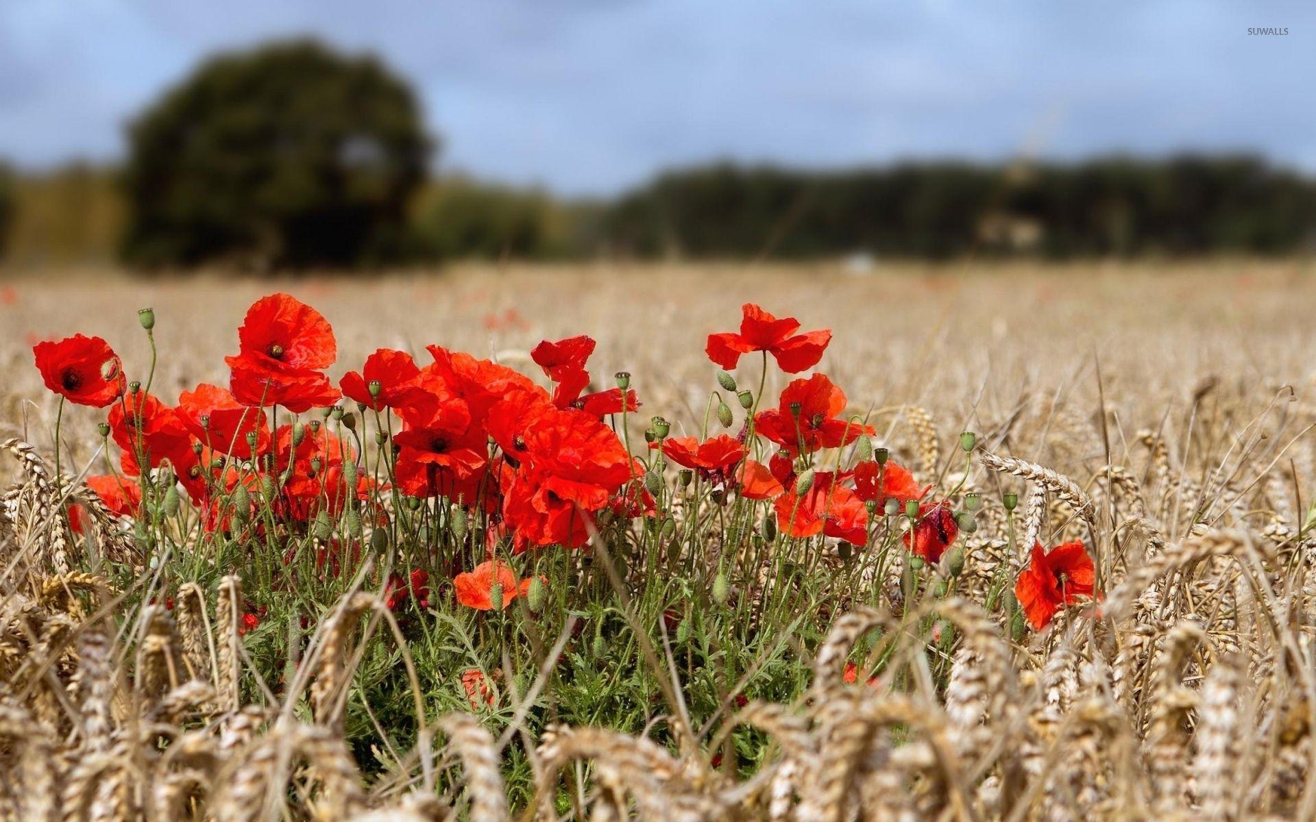 Hay Field Wallpapers - Top Free Hay Field Backgrounds - WallpaperAccess