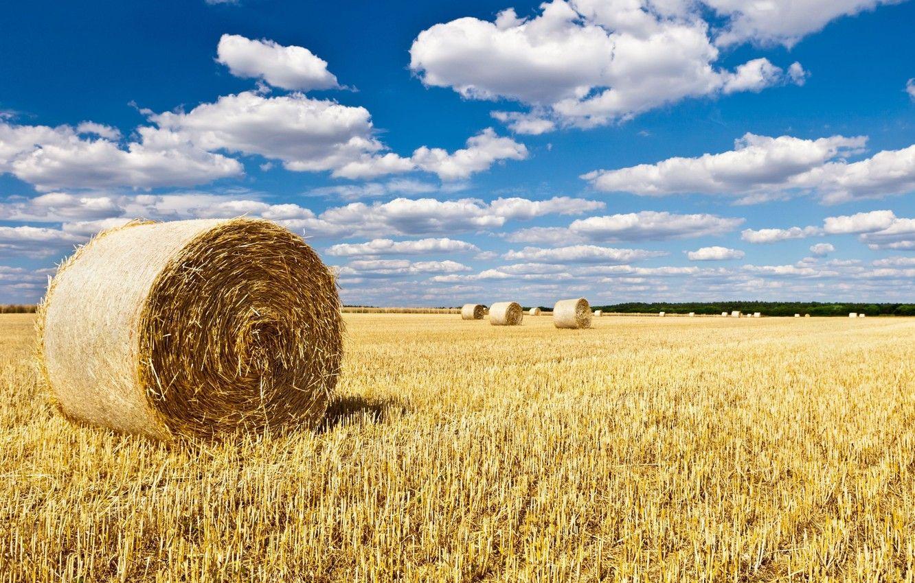 Hay Field Wallpapers - Top Free Hay Field Backgrounds - WallpaperAccess
