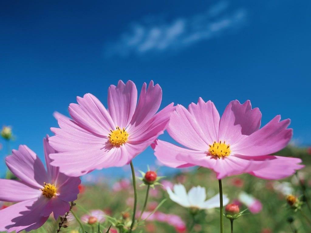 Cosmos Flower Wallpapers - Top Free Cosmos Flower Backgrounds ...